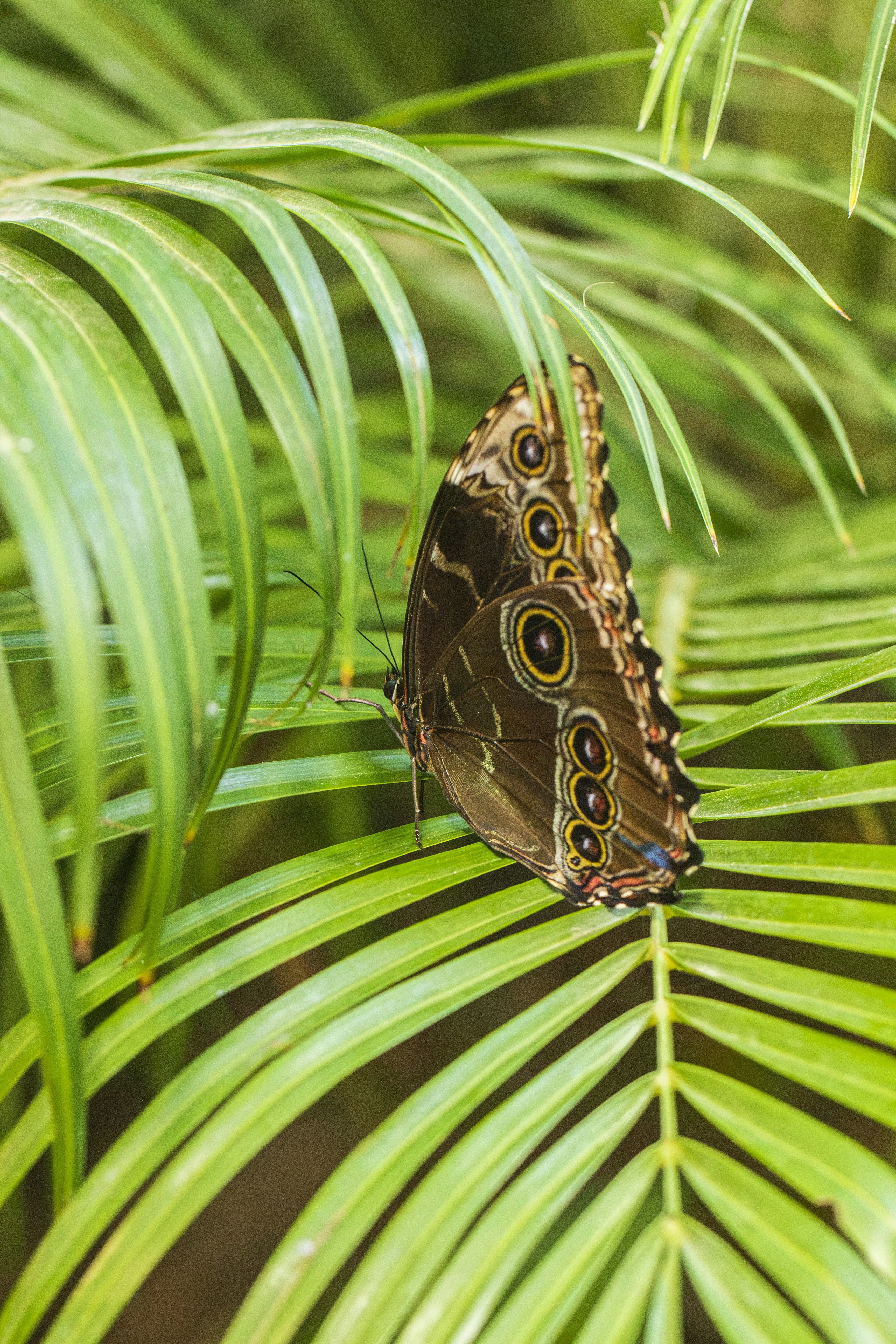 Papilio on a Cascade of Green Fronds