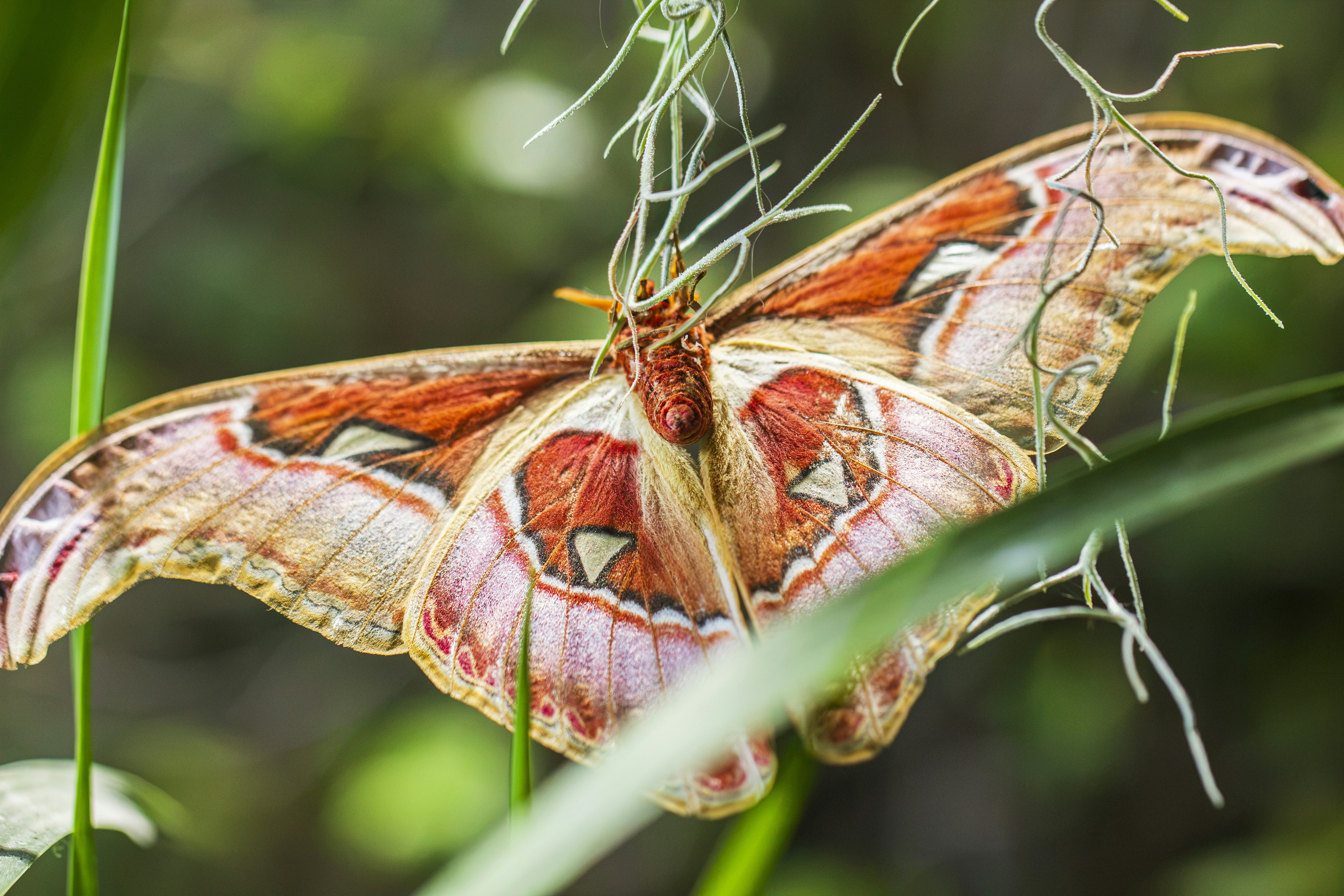 Vital Orange Winged Moth Resting Among Emerald Threads