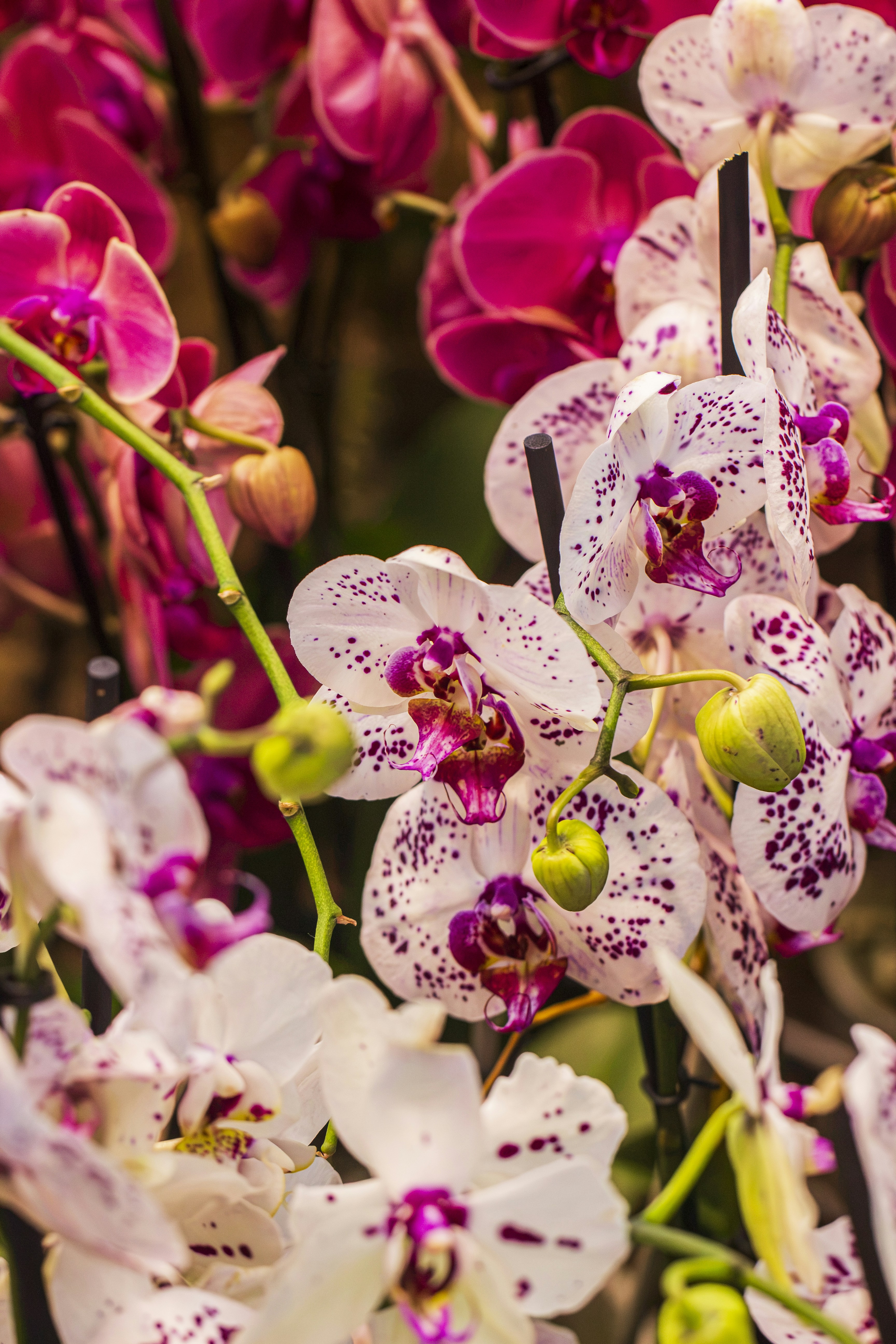 Orchid Burst: White Petals with Purple Speckles Gracing a Lush Floral Tangle