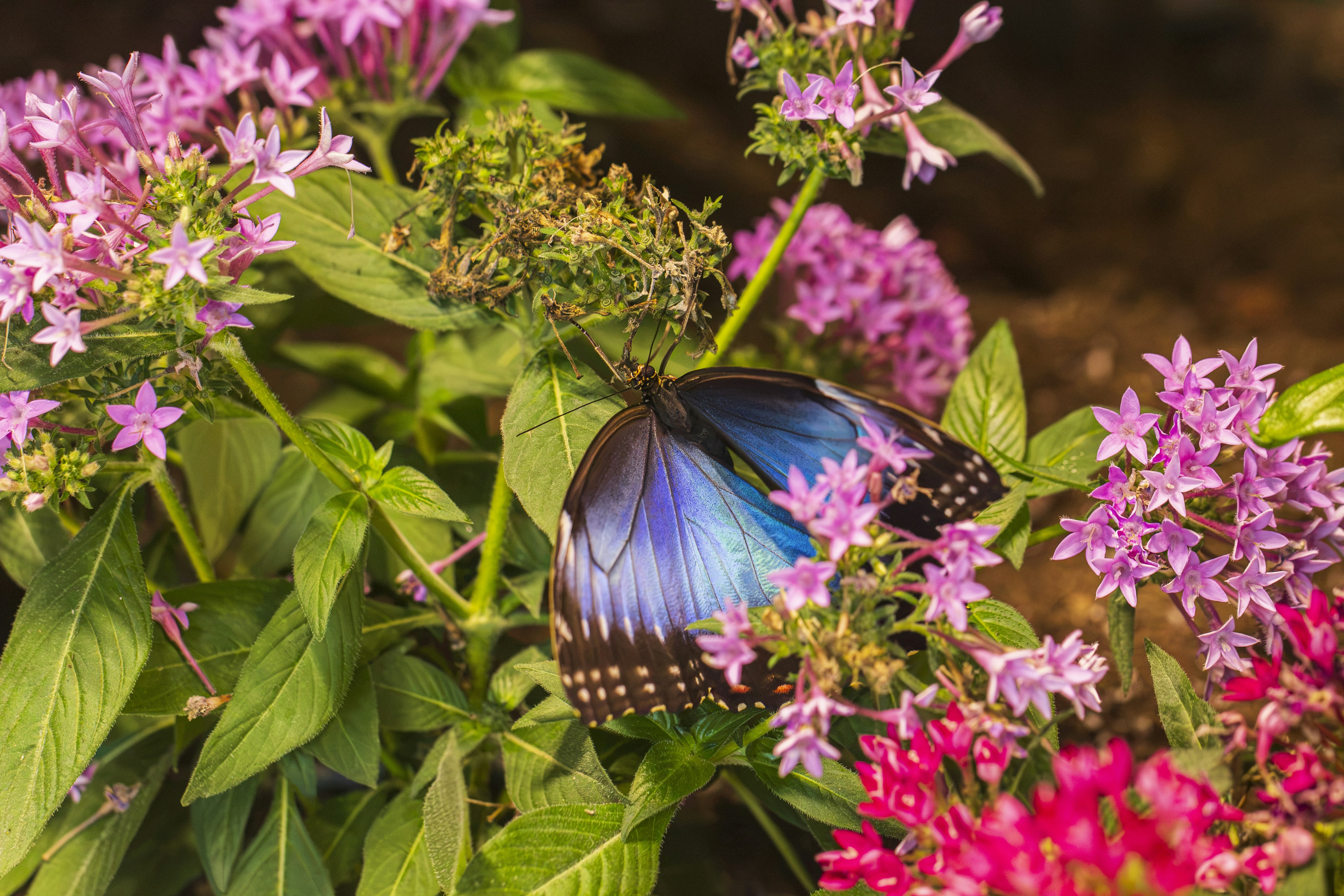 Azure Wings Among Pink Clusters