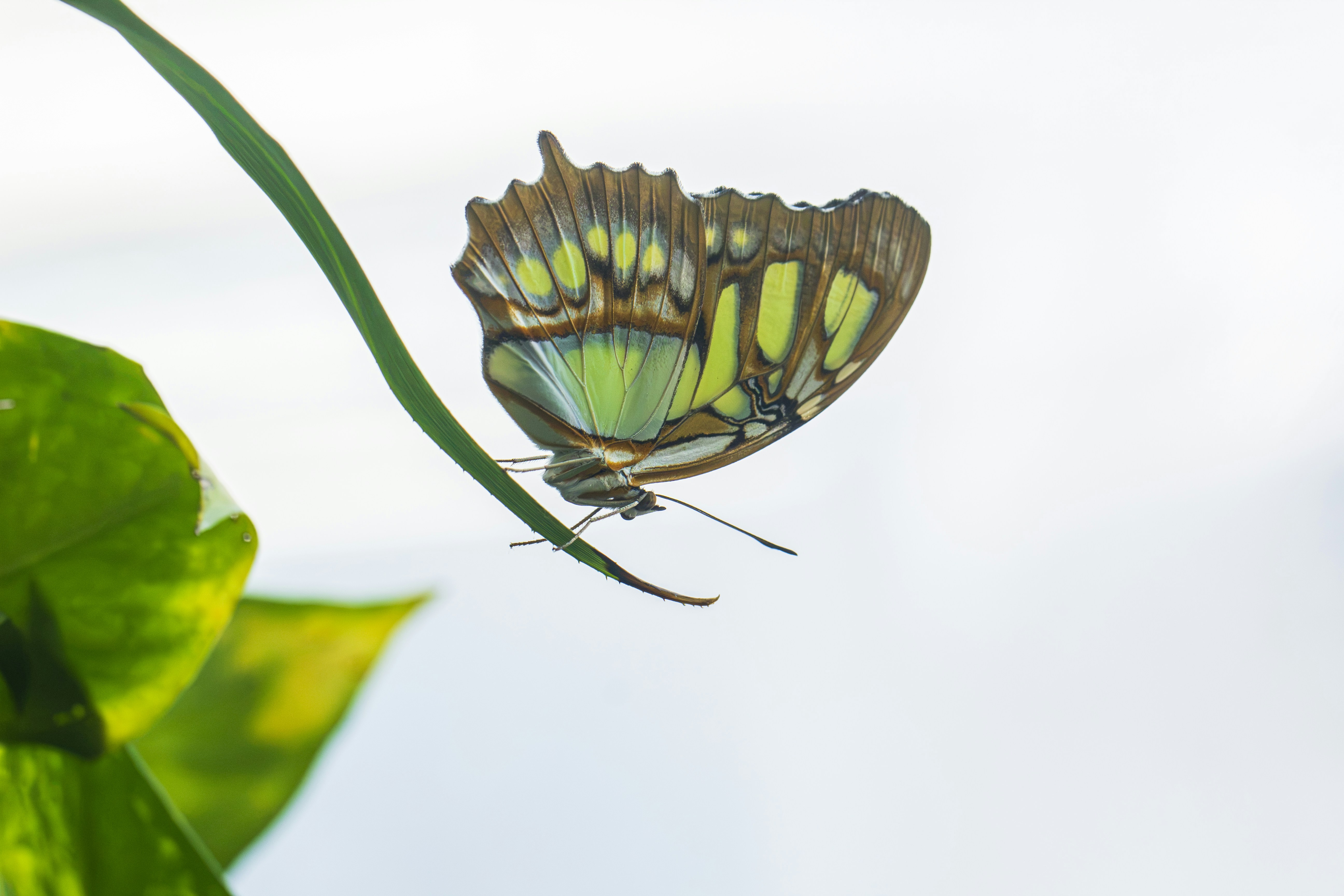 Emerald Wings: a butterfly pauses on a tendril