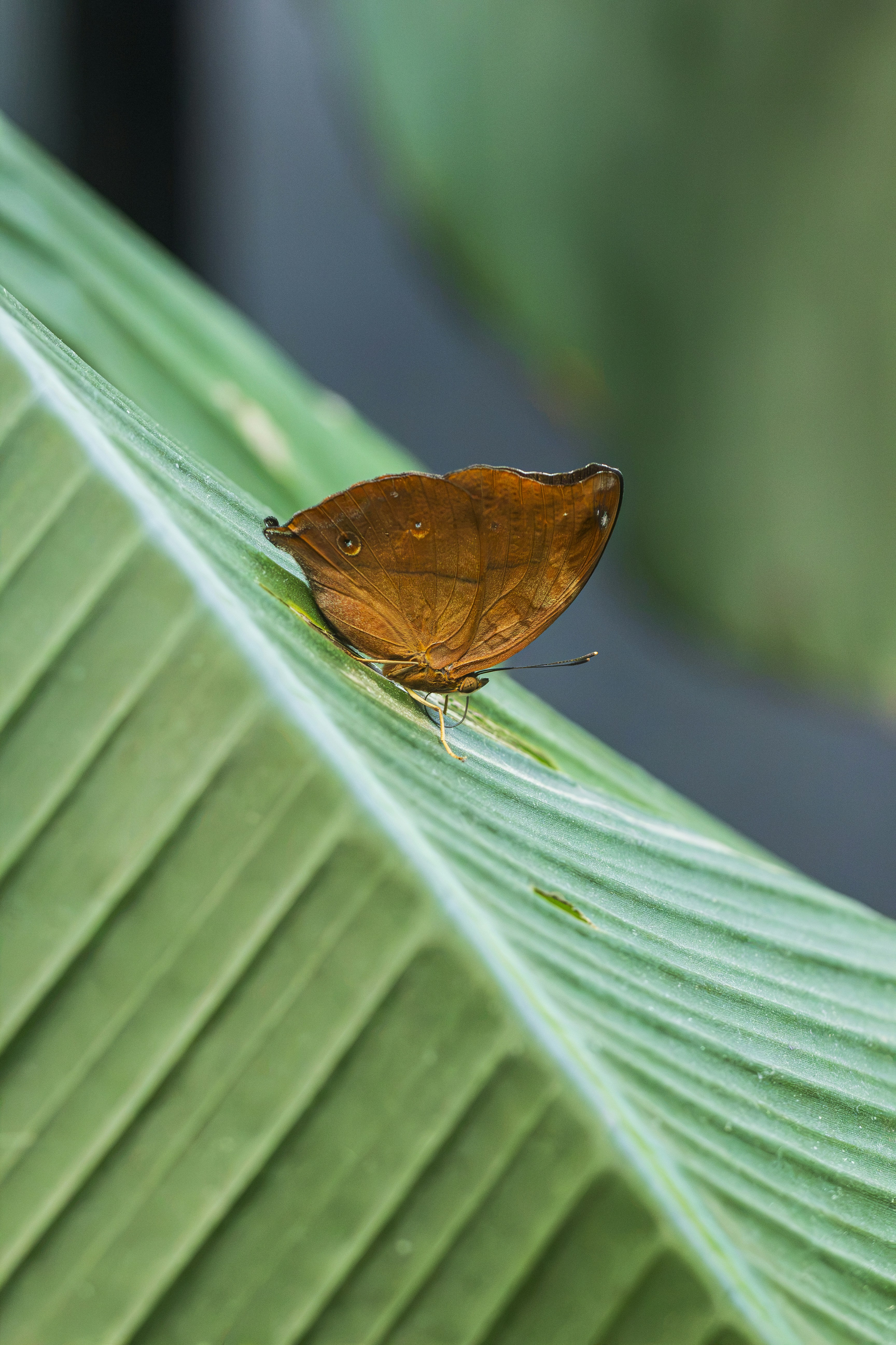 Brown butterfly on a vibrant green leaf, a moment of delicate stillness