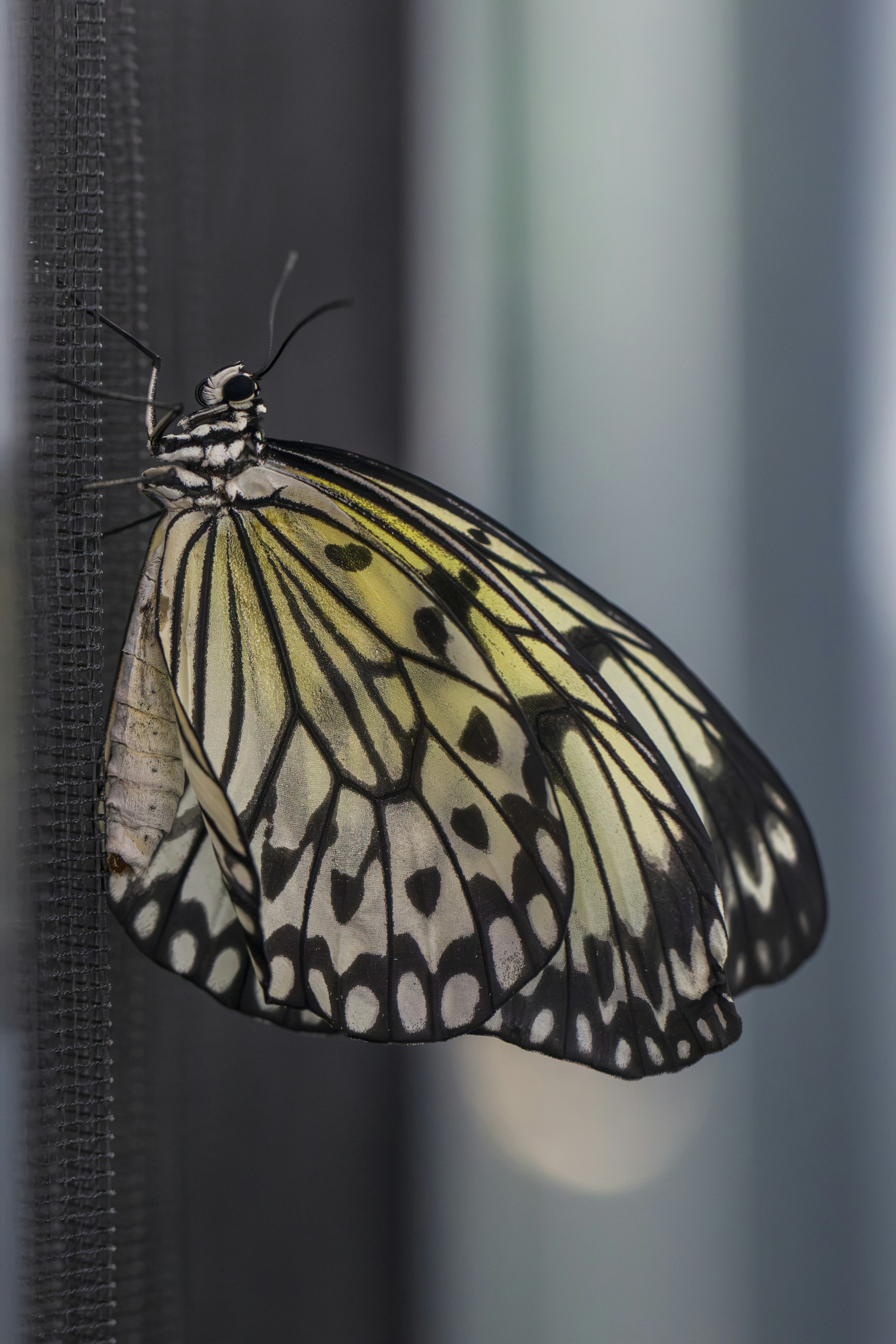 Monarch at the Mesh: Butterfly Clinging to a Window Veil