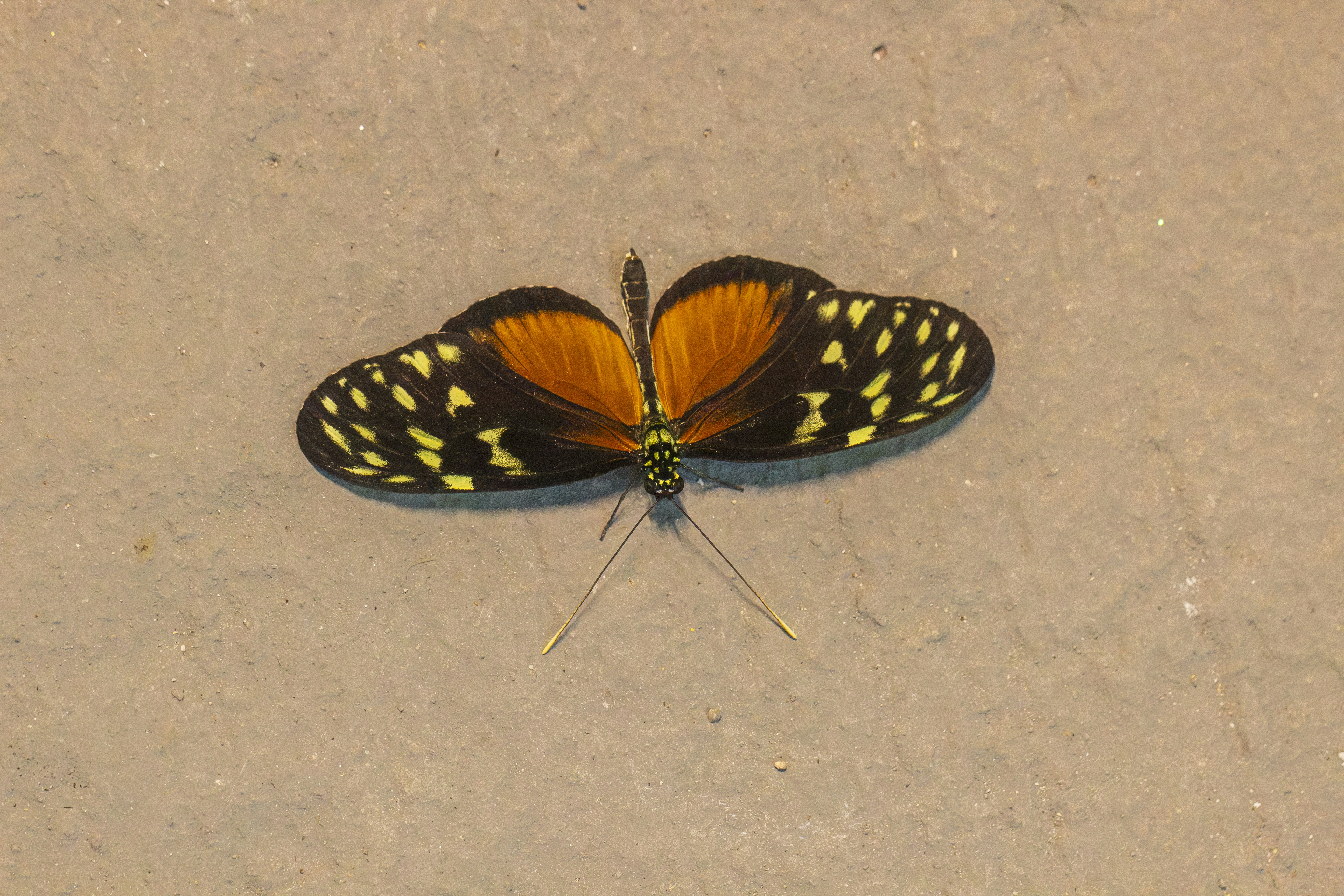 A solitary butterfly with orange wings resting on a warm earthen plane
