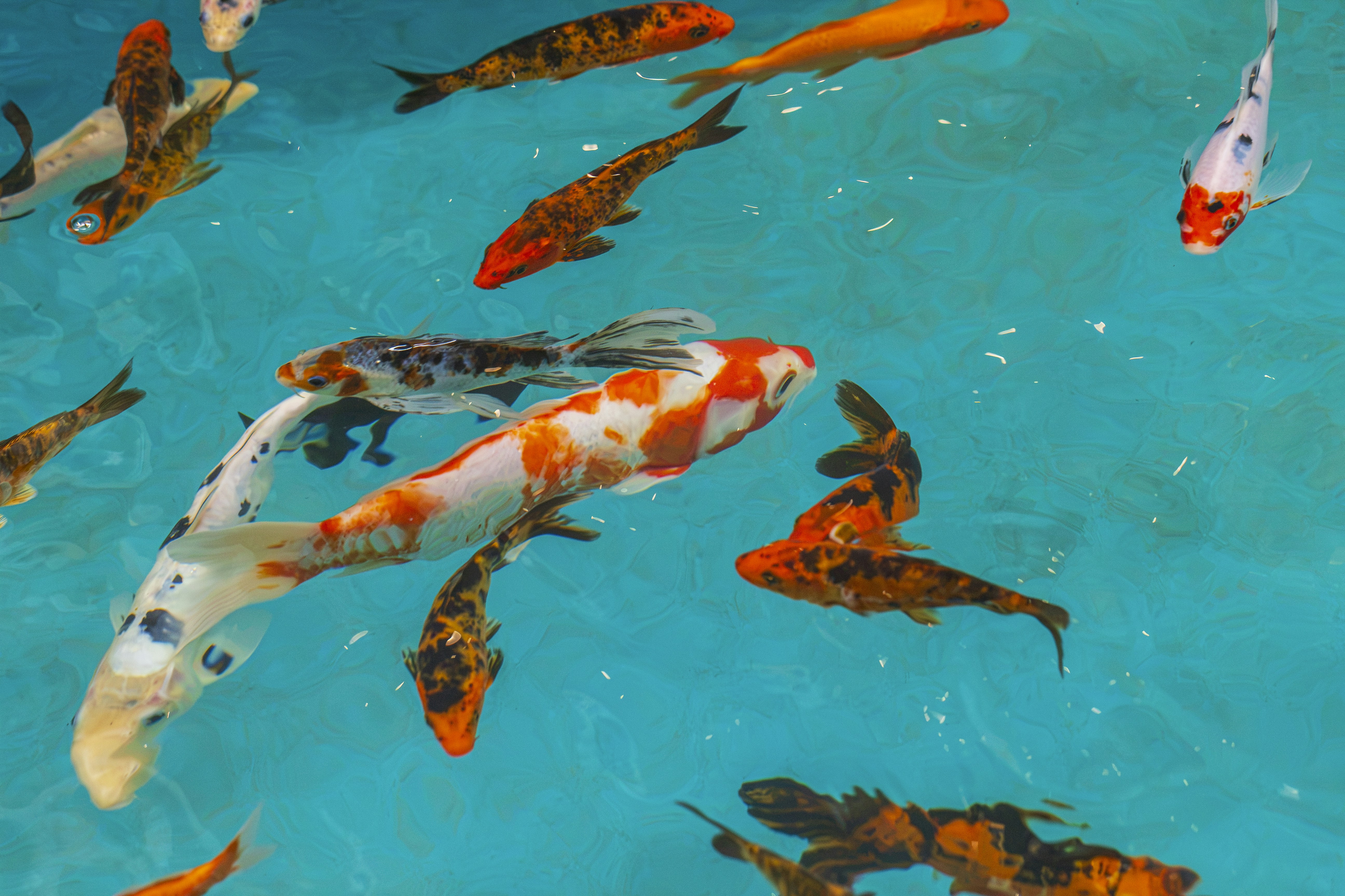 Koi Chorus: A Shimmering School in Turquoise Waters