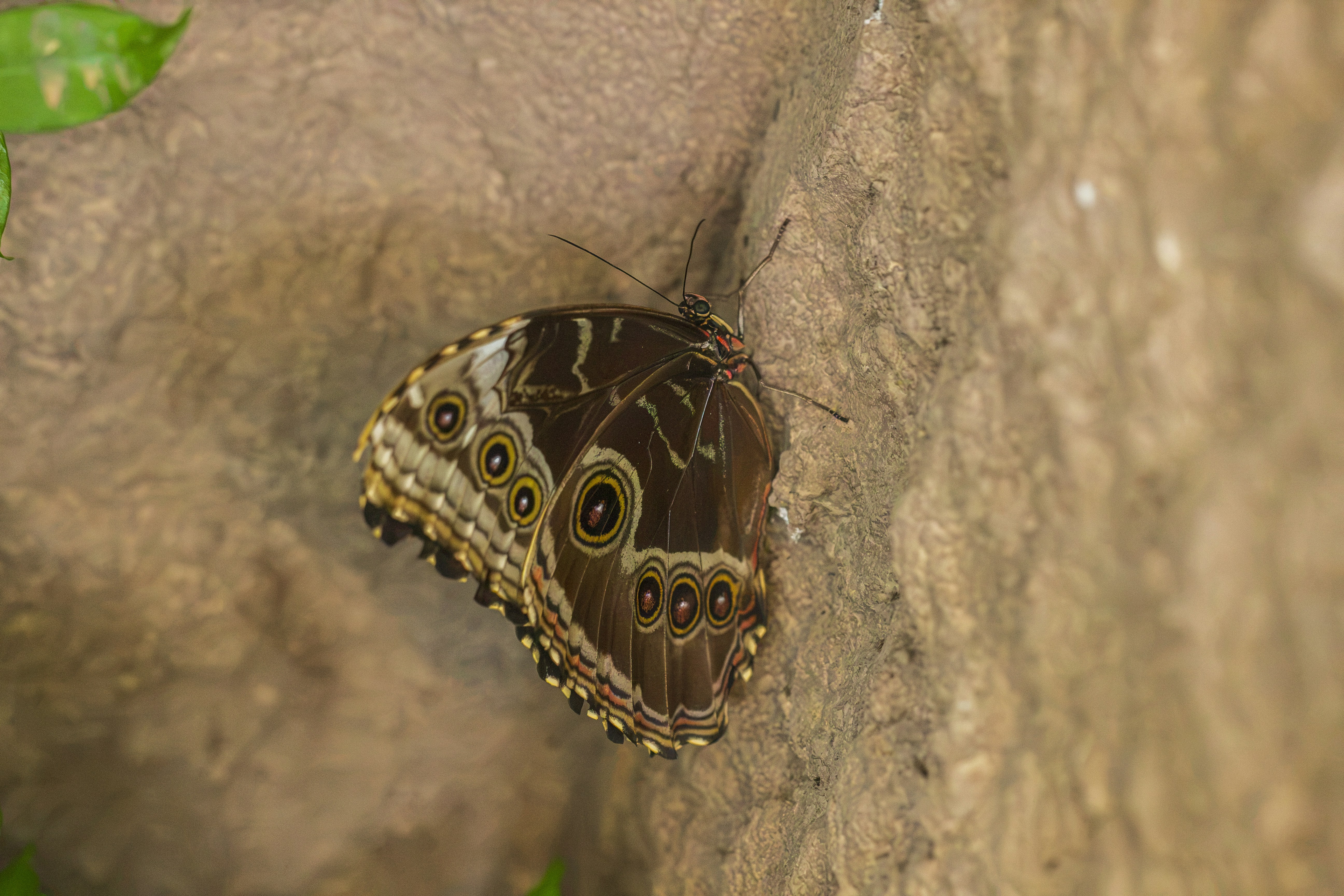 Chrysalis in Quiet Light: A Painted Wing Resting on Stone