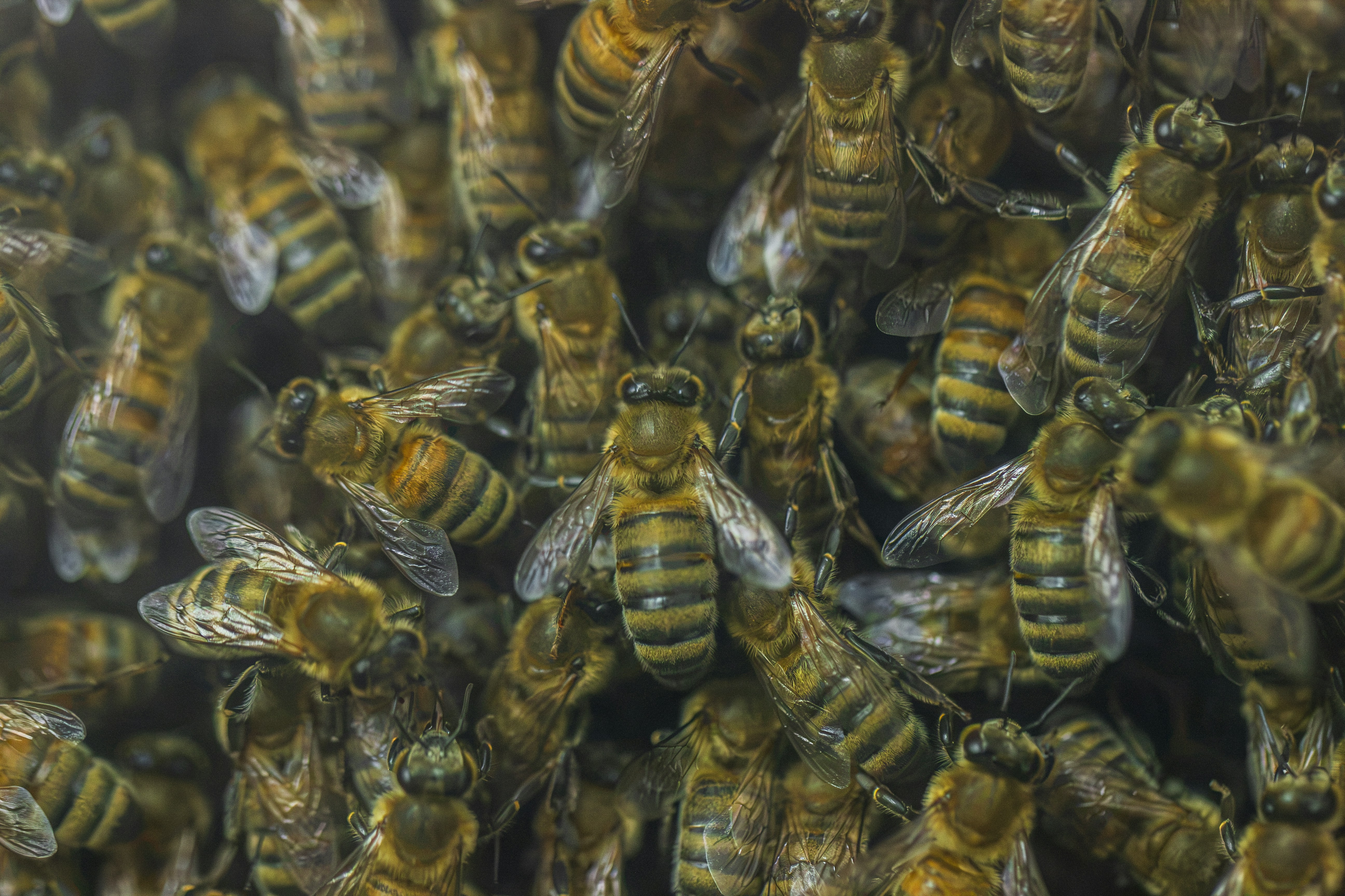 Hive Convergence: A Corridor of Bees