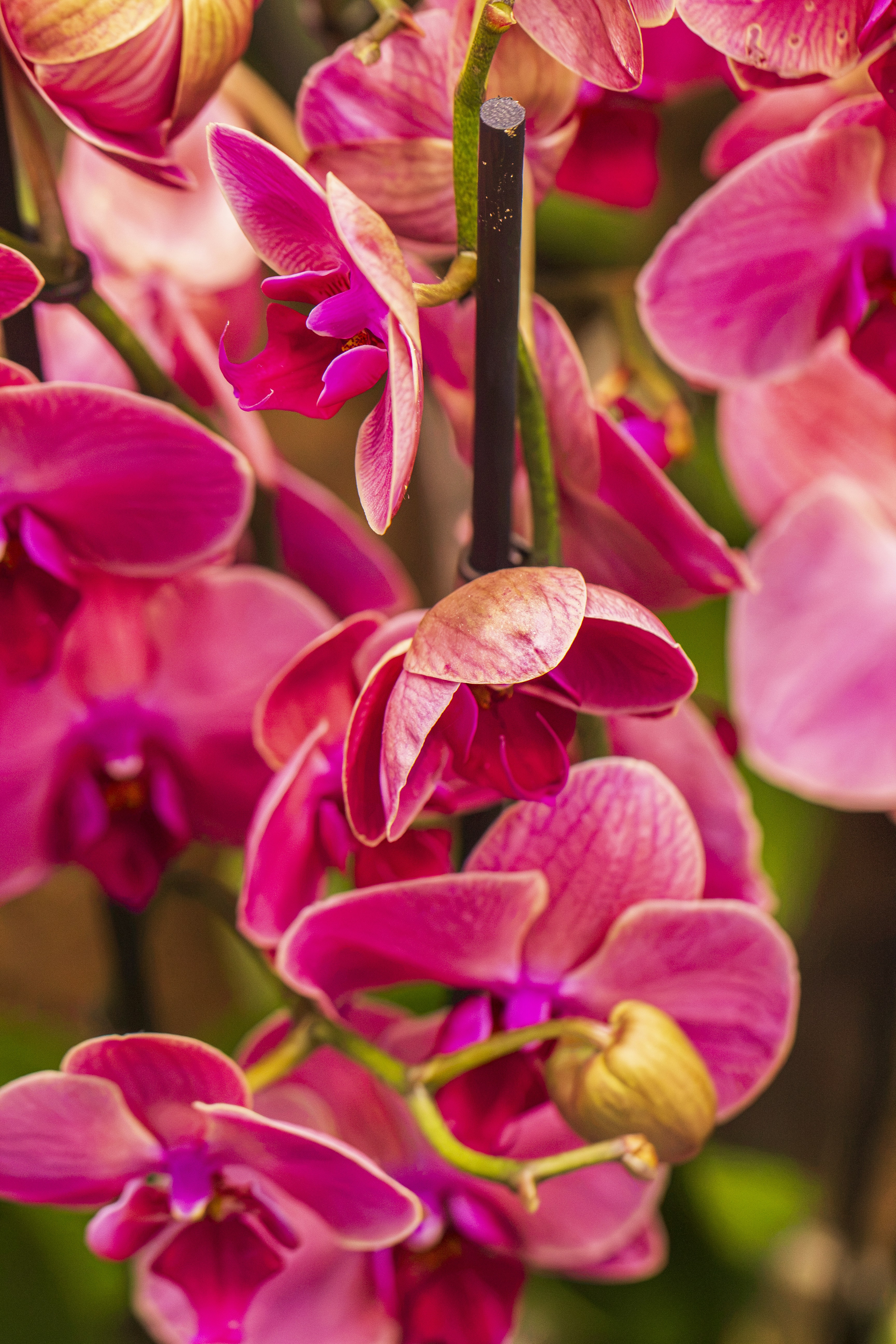 Crimson Orchid Cluster Wrapped in Soft Sunlight