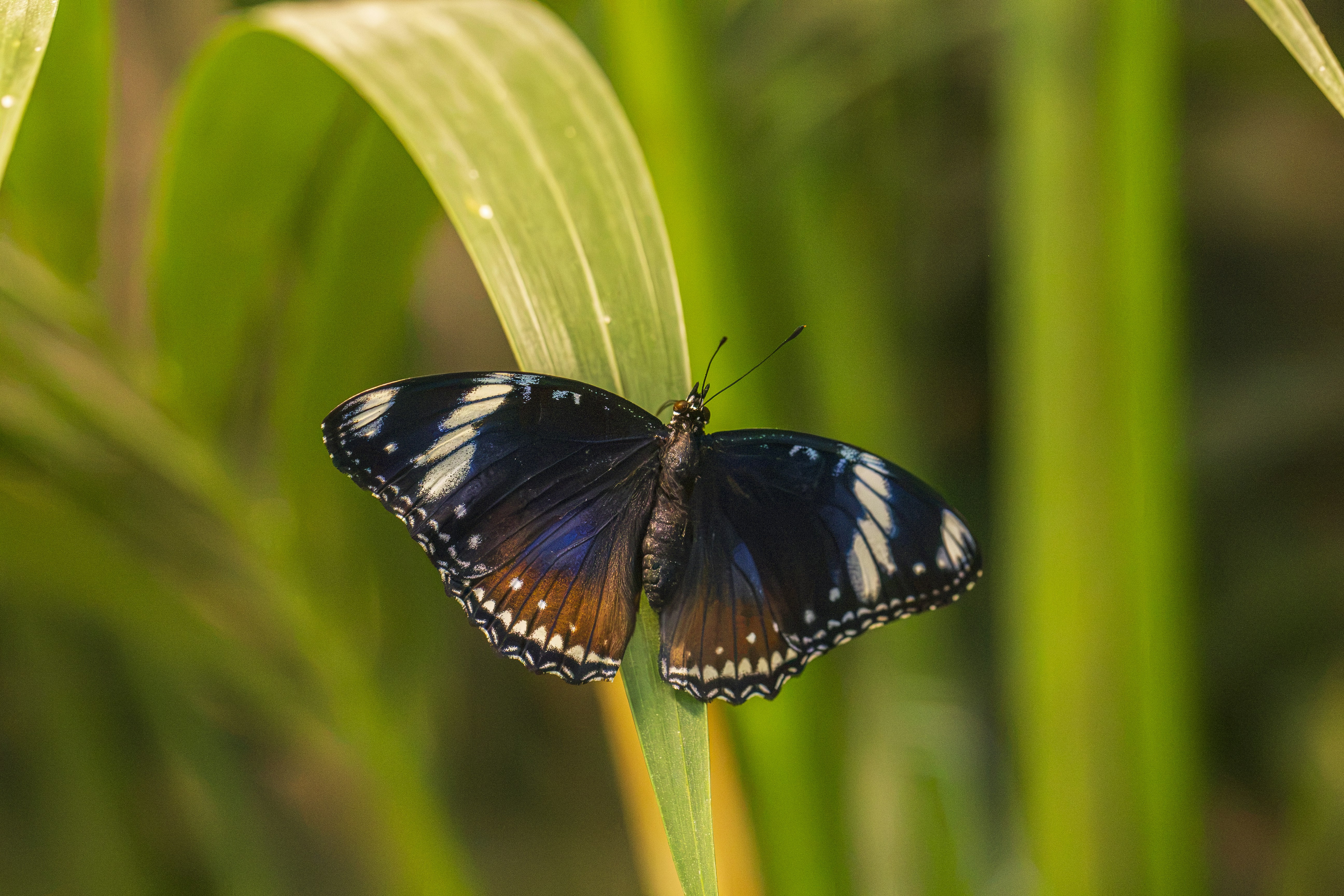 Midflight Monarch: a butterfly etched in sunlight amid emerald blades