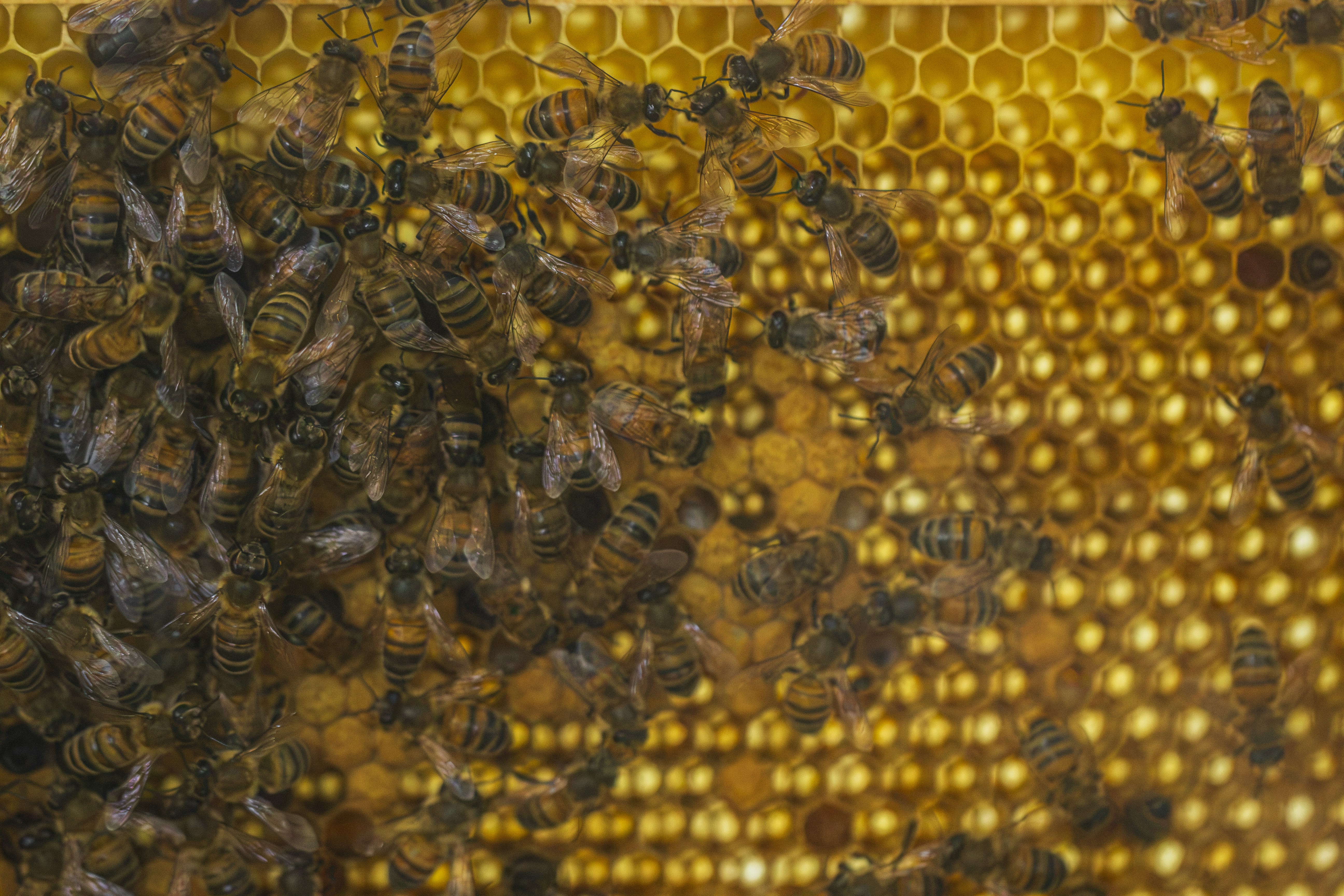 Golden Hive Within: A Busy Patch of Bee Activity