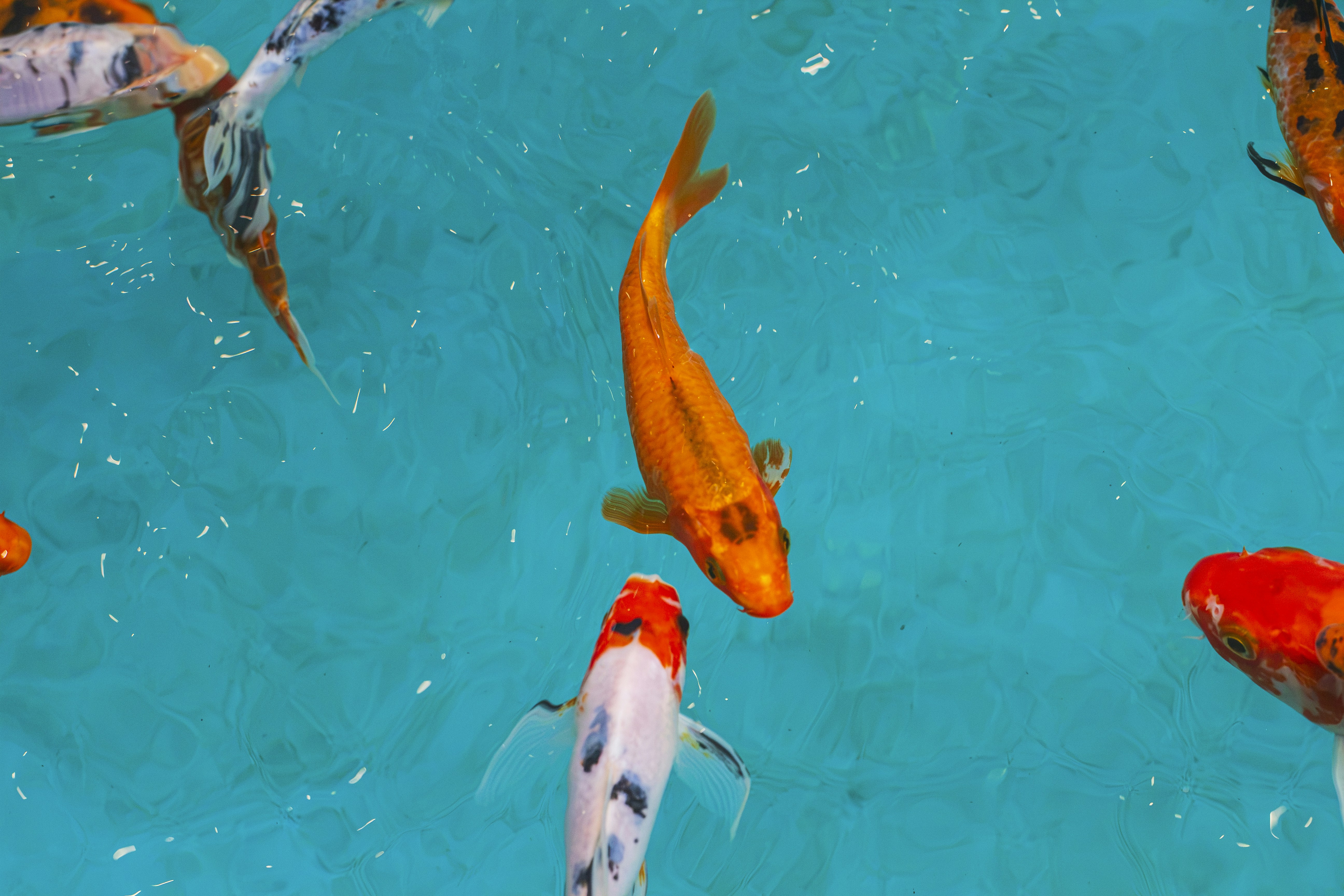 Koi Parade under Turquoise Sky: Aerial Dance Above the Surface