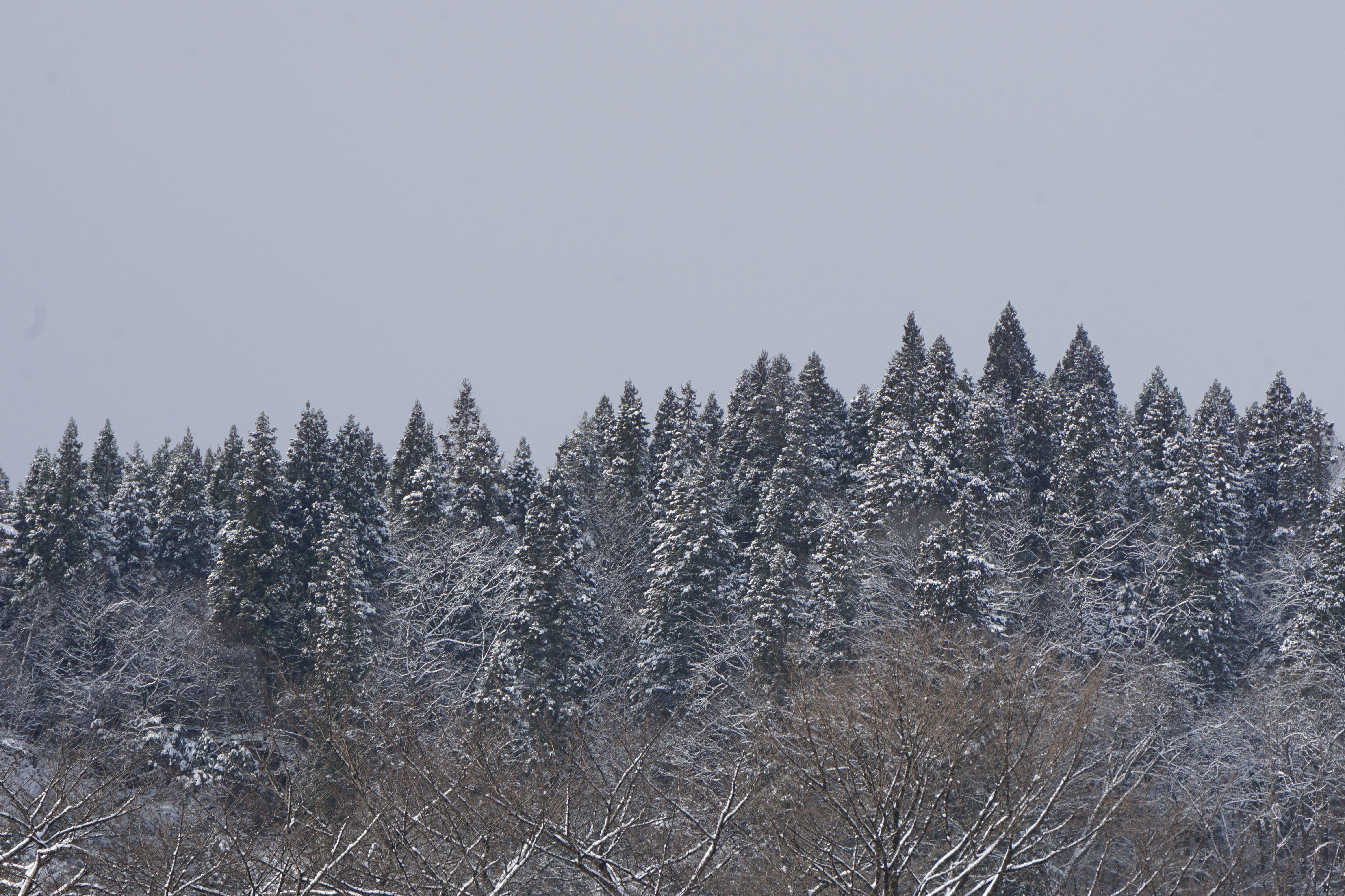 Snow-Crowned Pines Against a Quiet Winter Sky