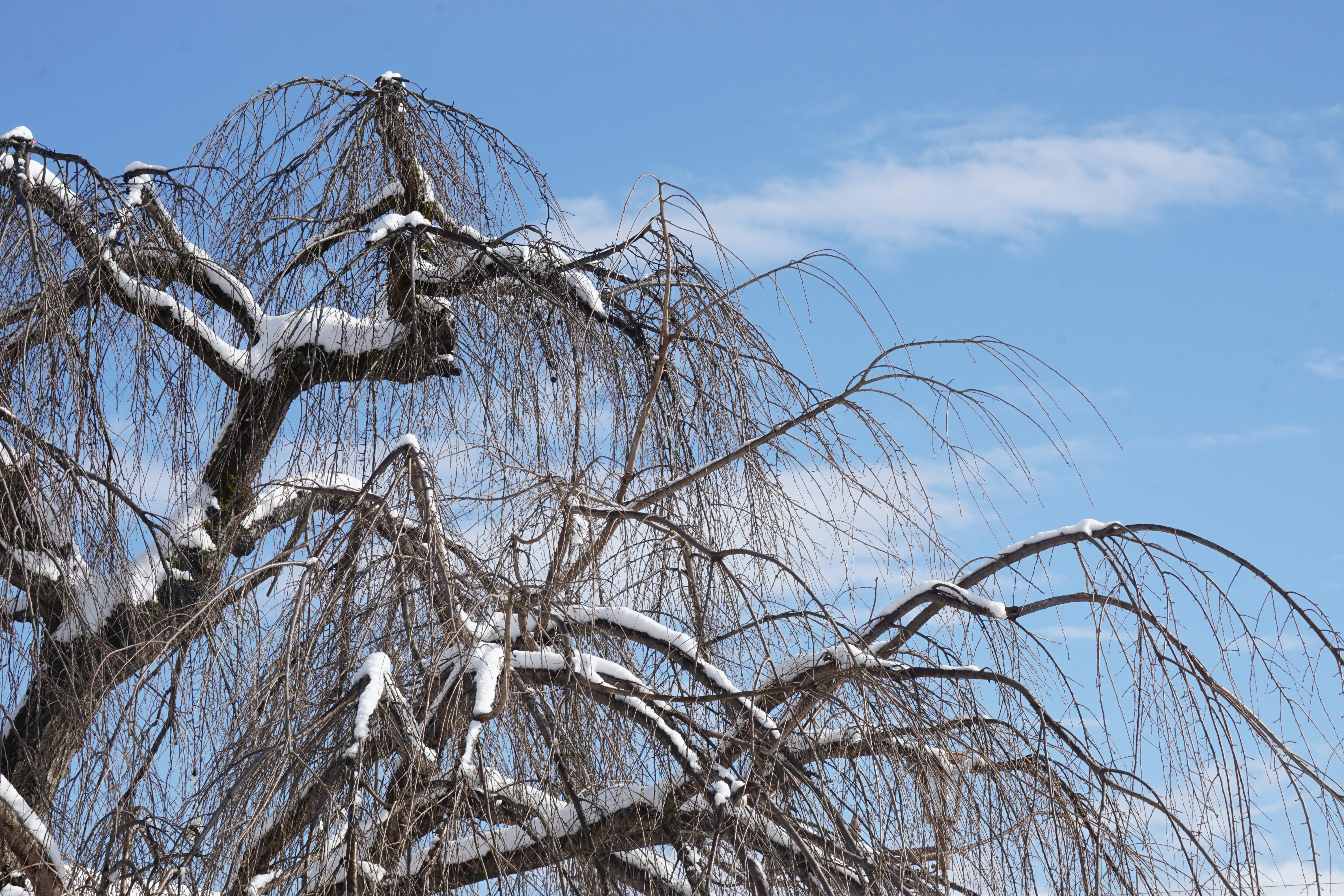Snow-kissed Weeping Weirwood Against a Clear Winter Sky