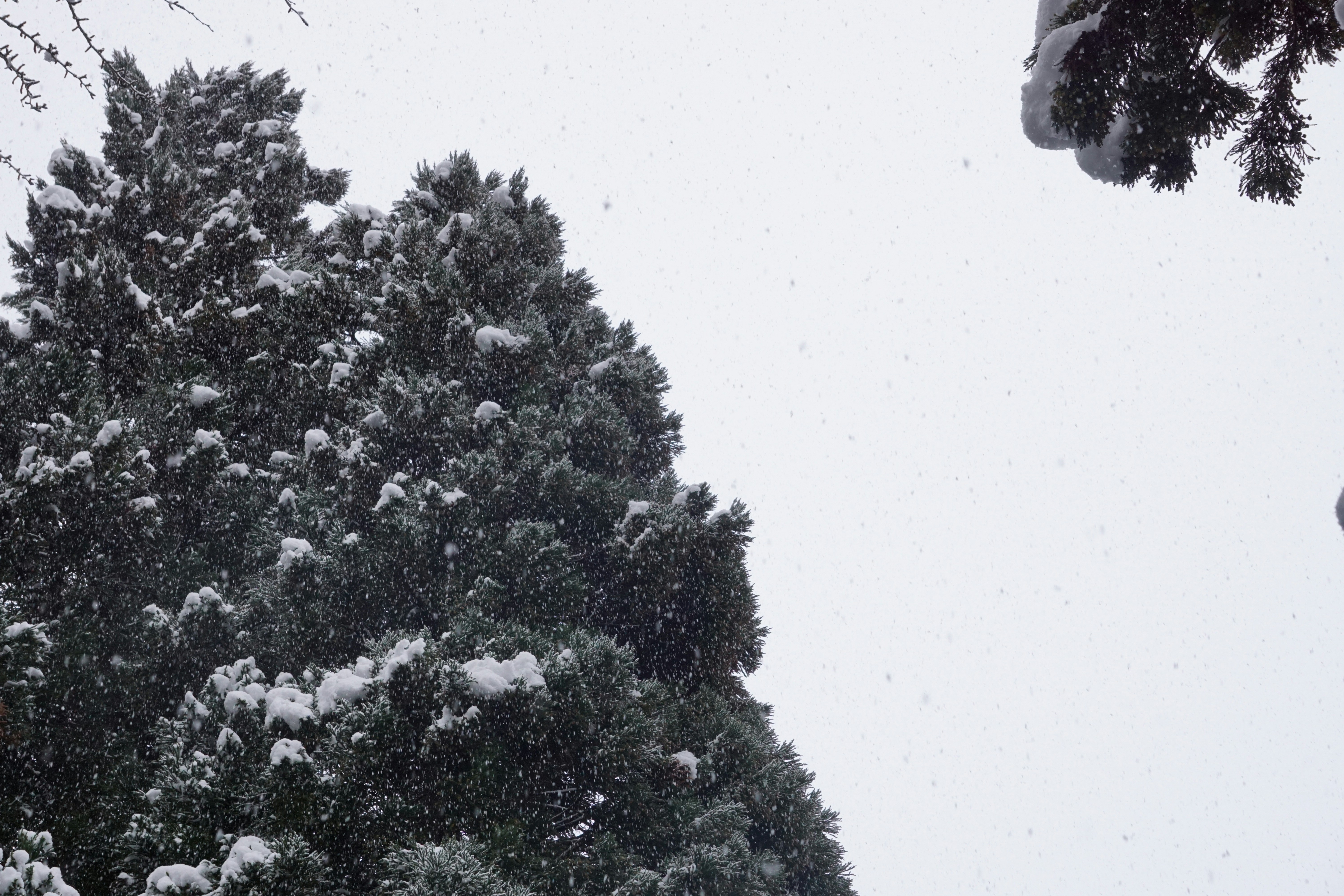 Winter Conifers in Gentle Snowfall
