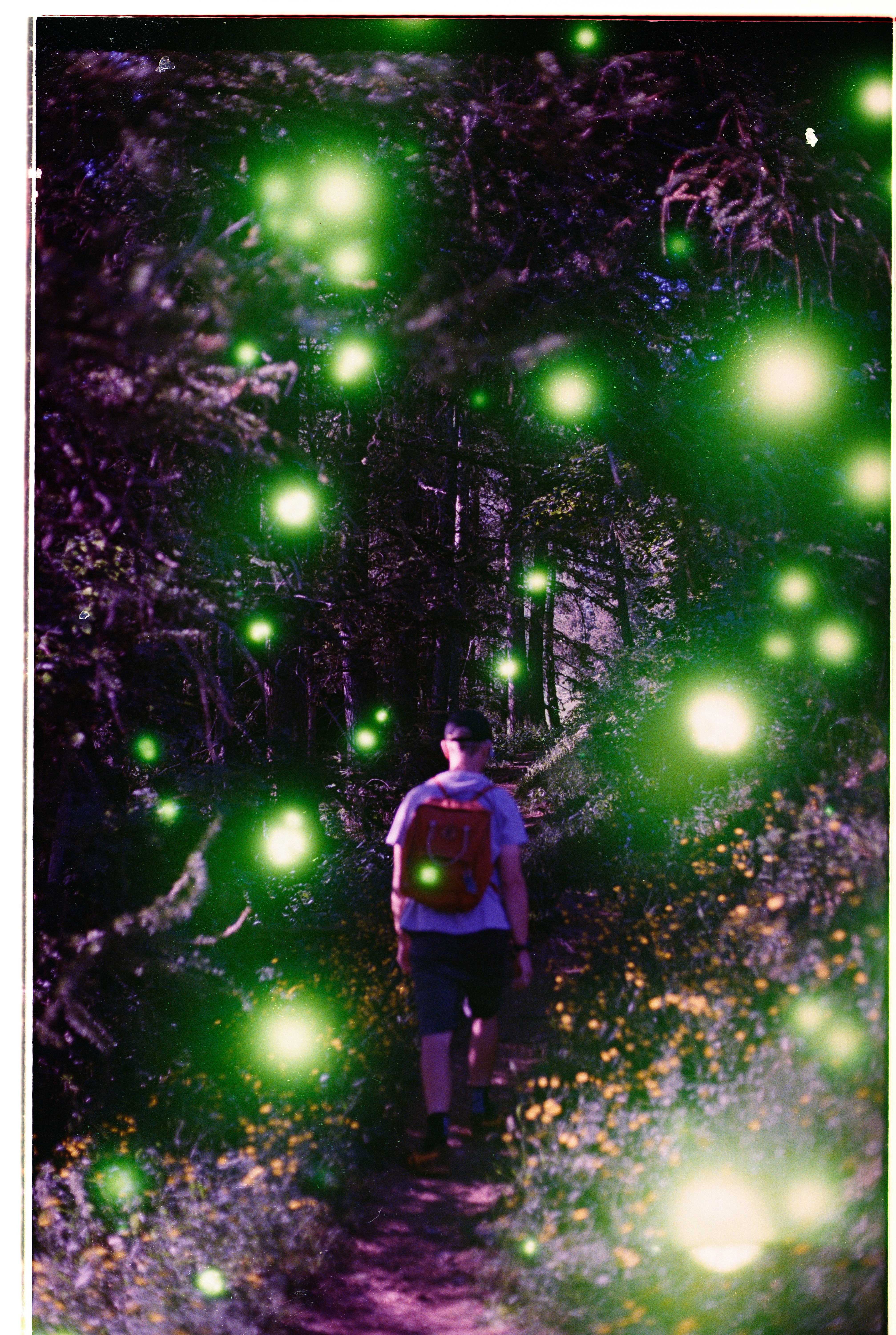 Trail Lanterns: A Backpacker Steps Into the Emerald Night