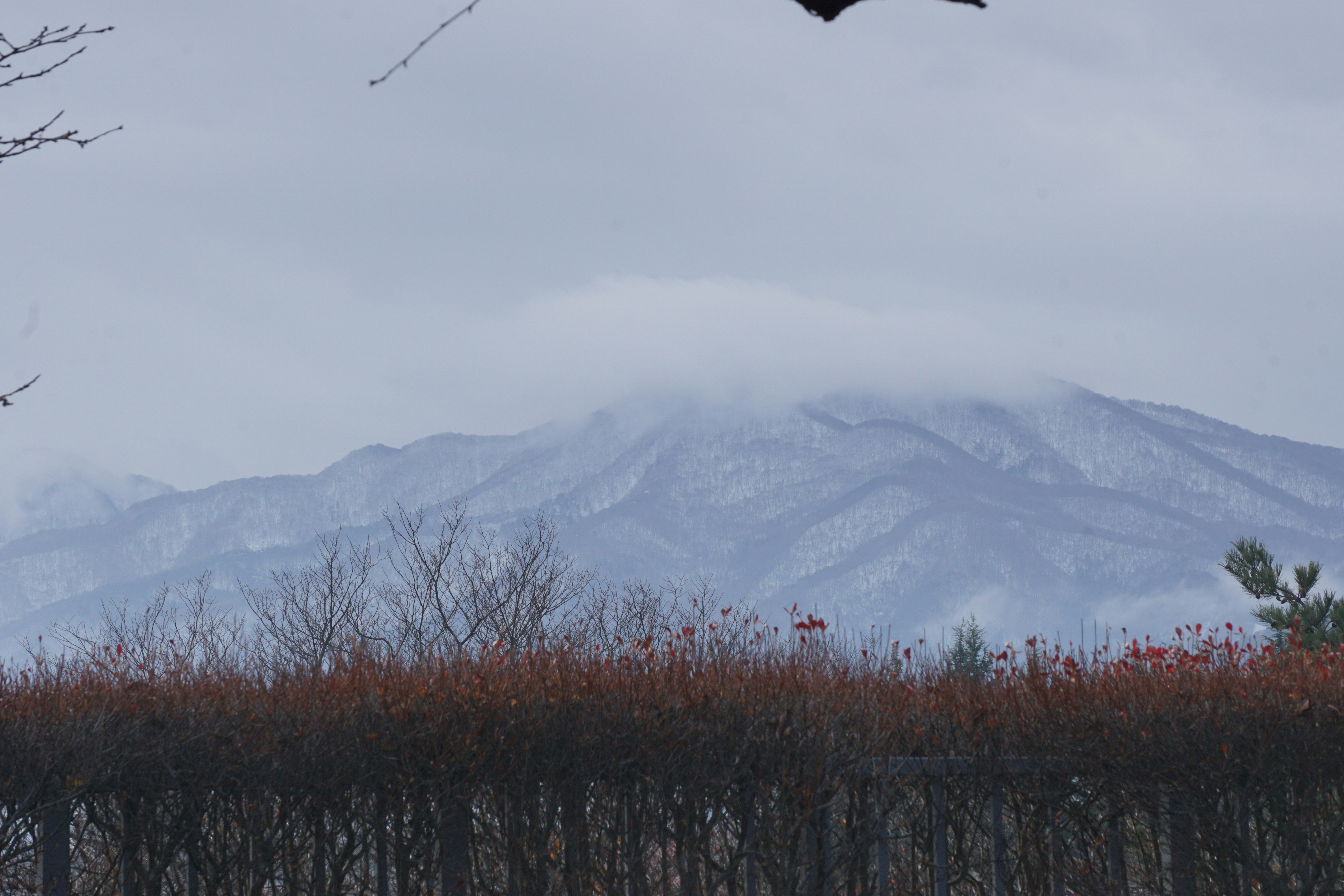 Snow-covered mountains beneath an overcast sky and a winter hedge.