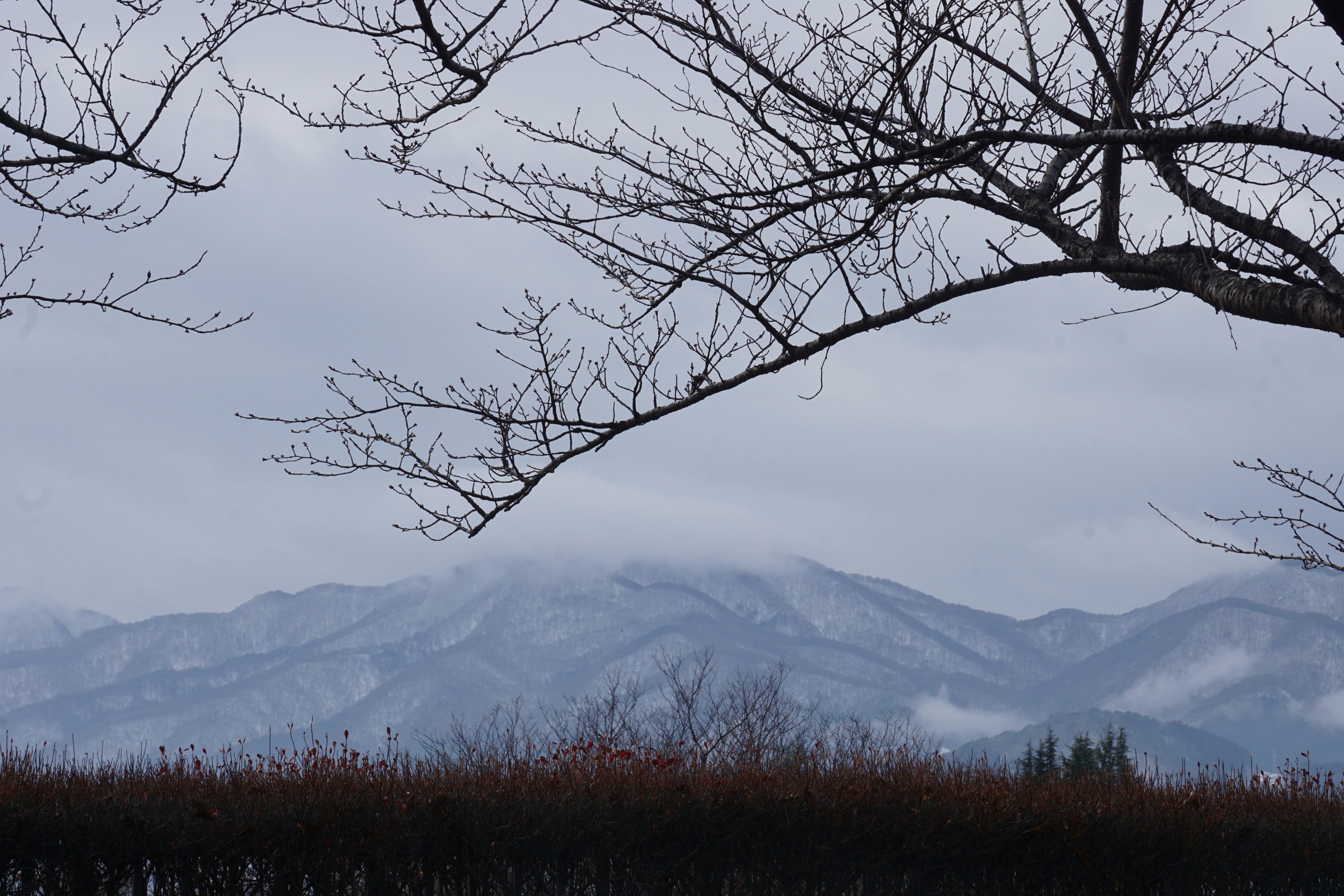 Winter Ridge: Snow-Dusted Mountains Framed by Bare Tree Limbs