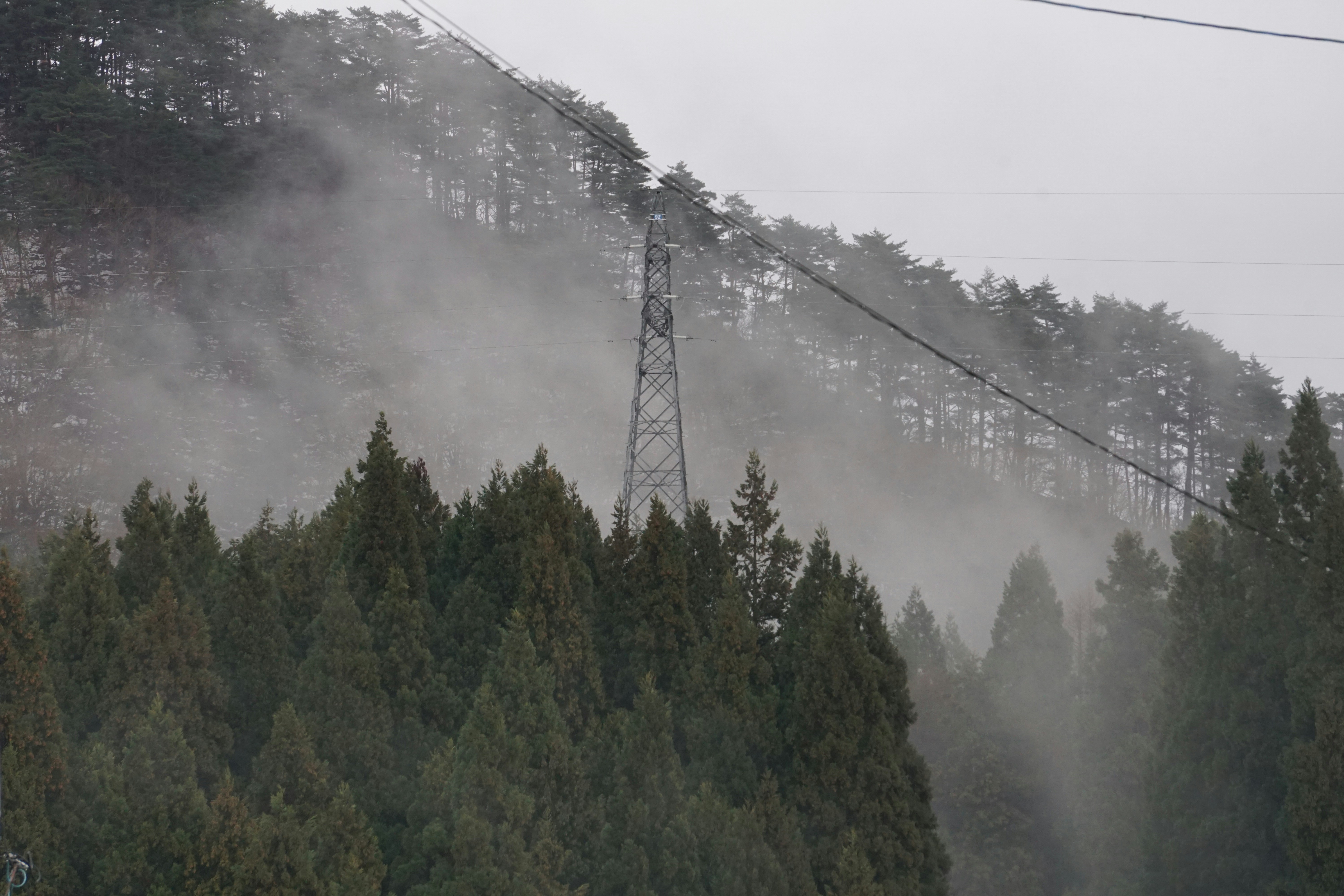 Mist over Pines and Power Lines