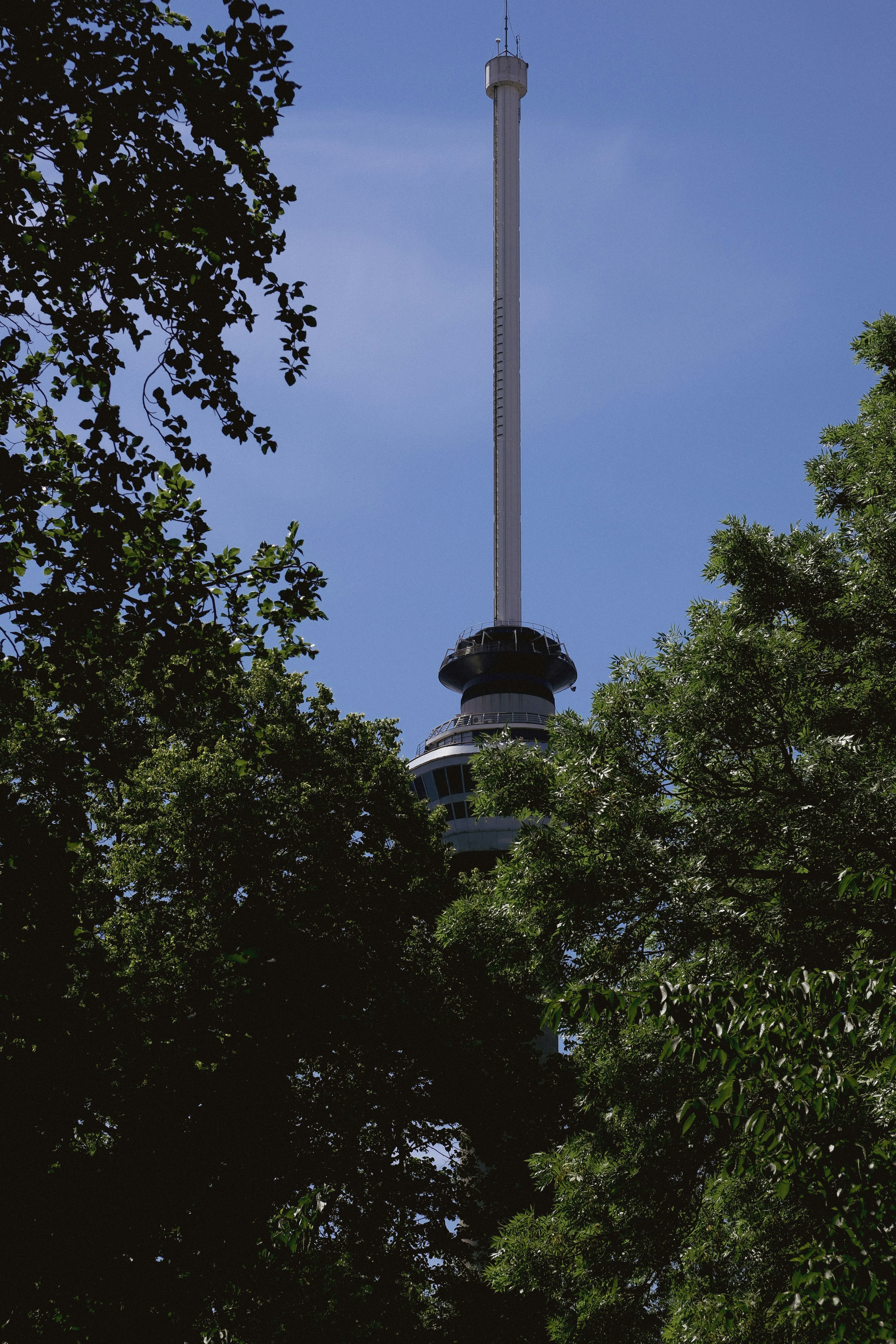 Tall Spire Emerging Through Verdant Canopy