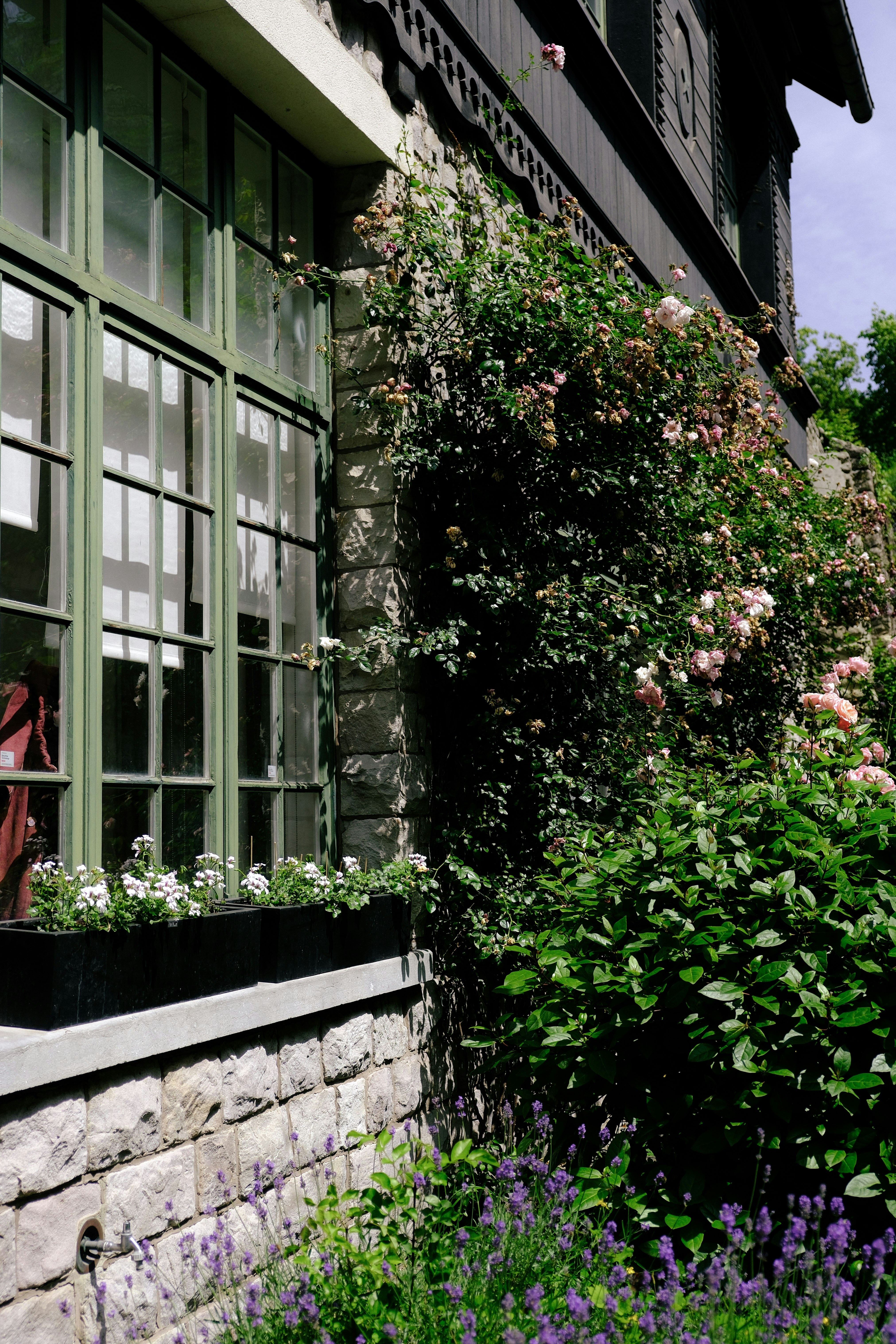 Climbing Roses along a Green-Framed Window