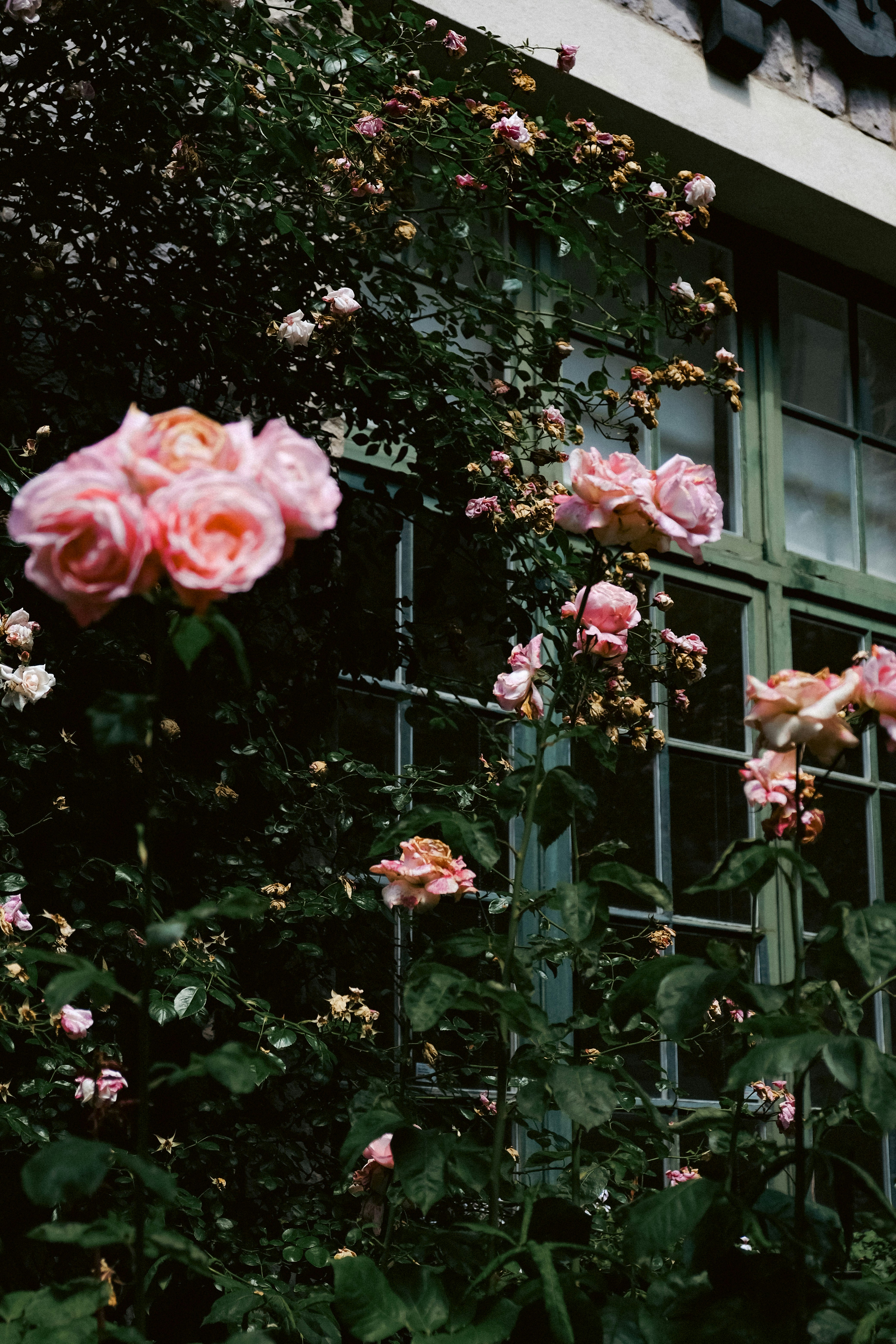 Blushing Roses Climbing a Dark Green Facade