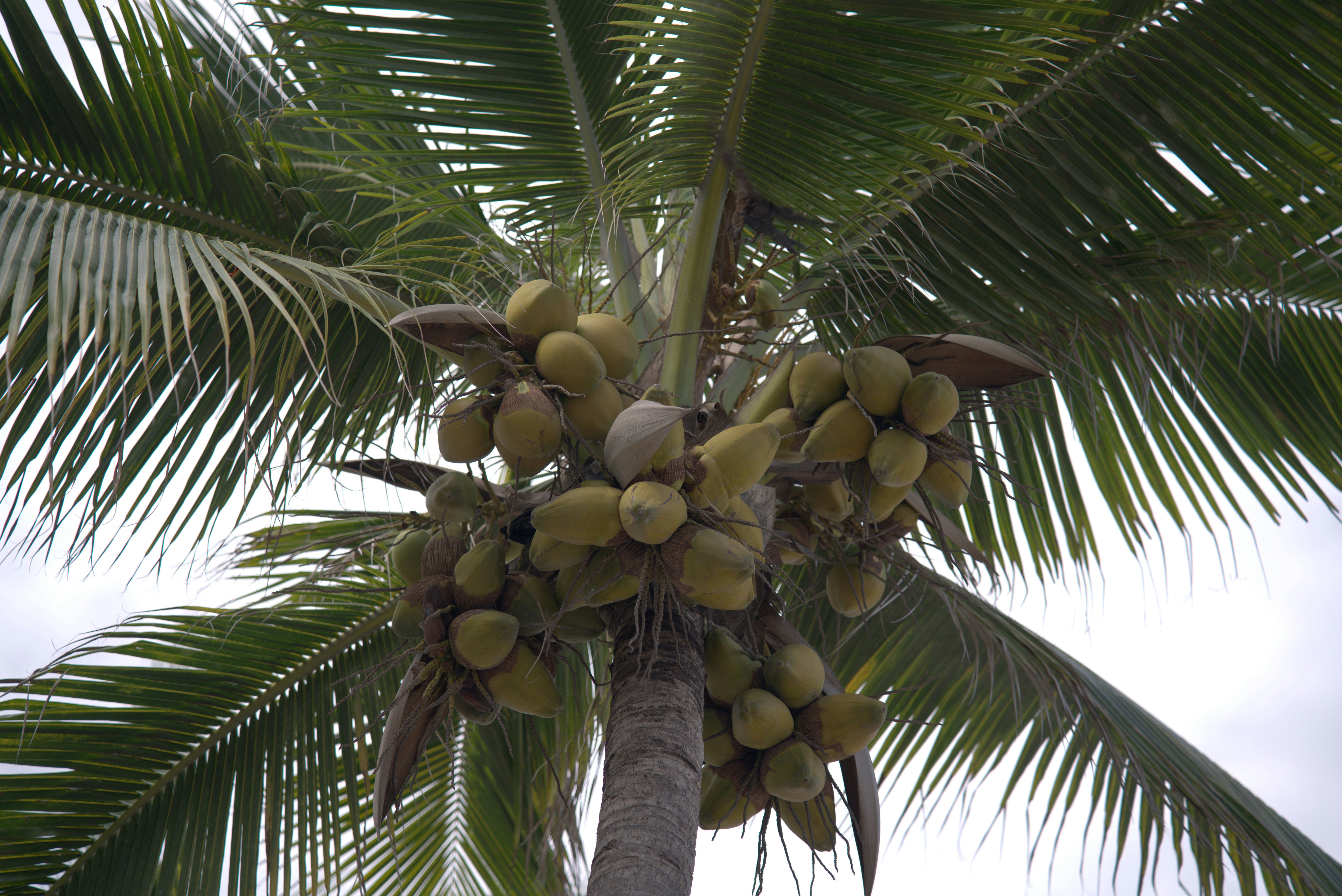 Coconut Cluster Crowned by Fronds in Tropical Light