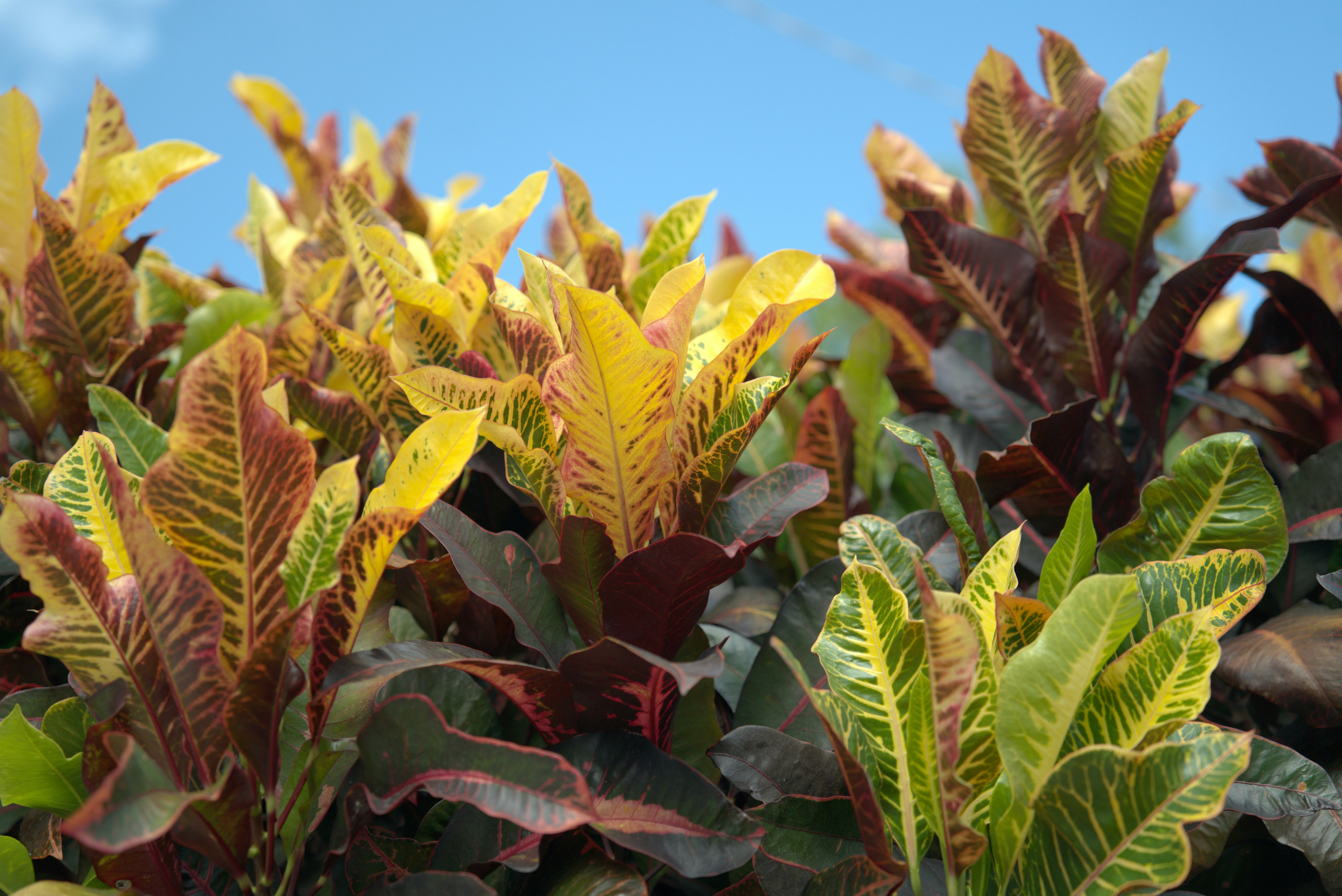 Brightly colored crotons with variegated yellow, red, and green leaves against a blue sky.