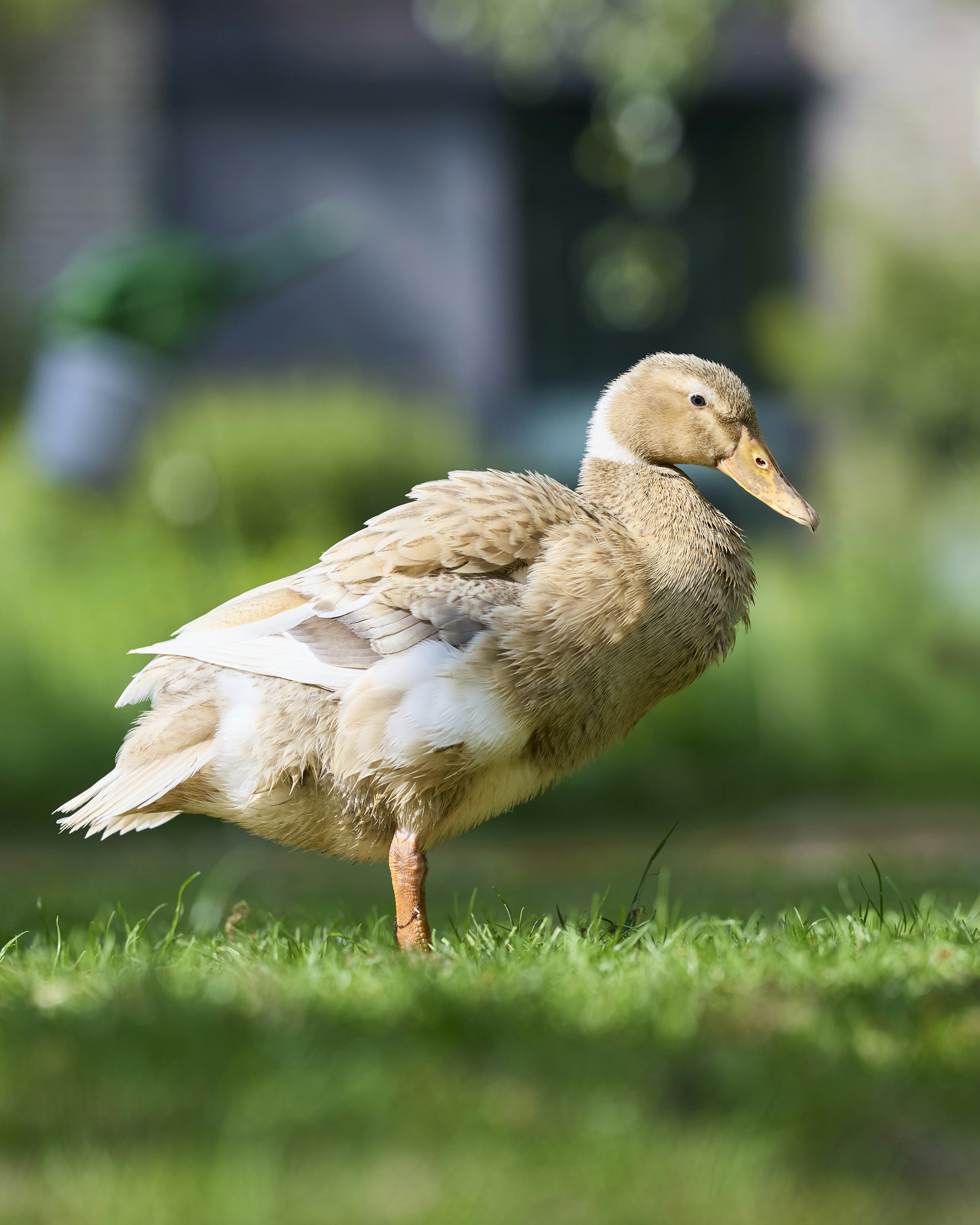 Golden Duck in Soft Afternoon Light