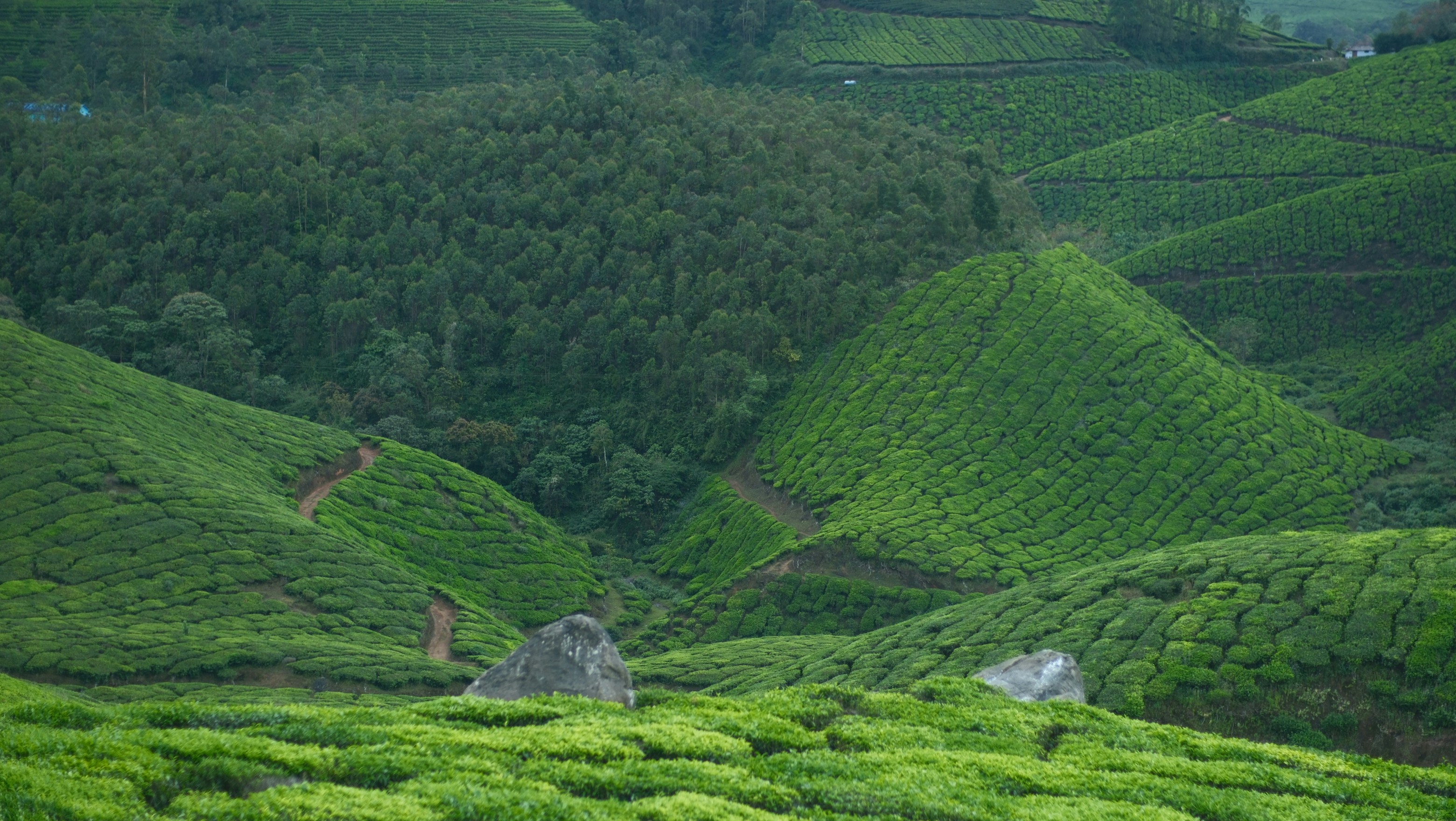 Emerald Tides: Tea Hills Reaching Toward the Sky
