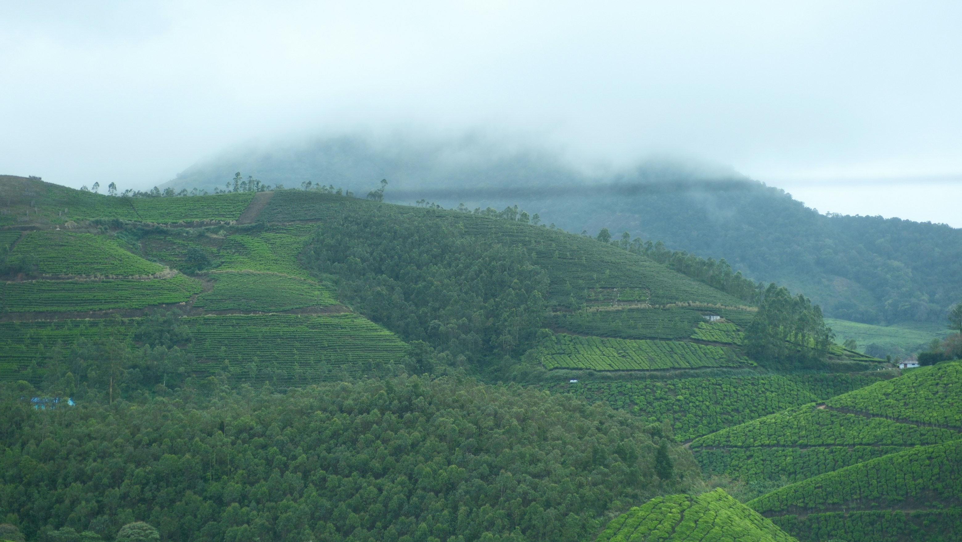 Mist-Laden Terraced Hills Under a Quiet Overcast