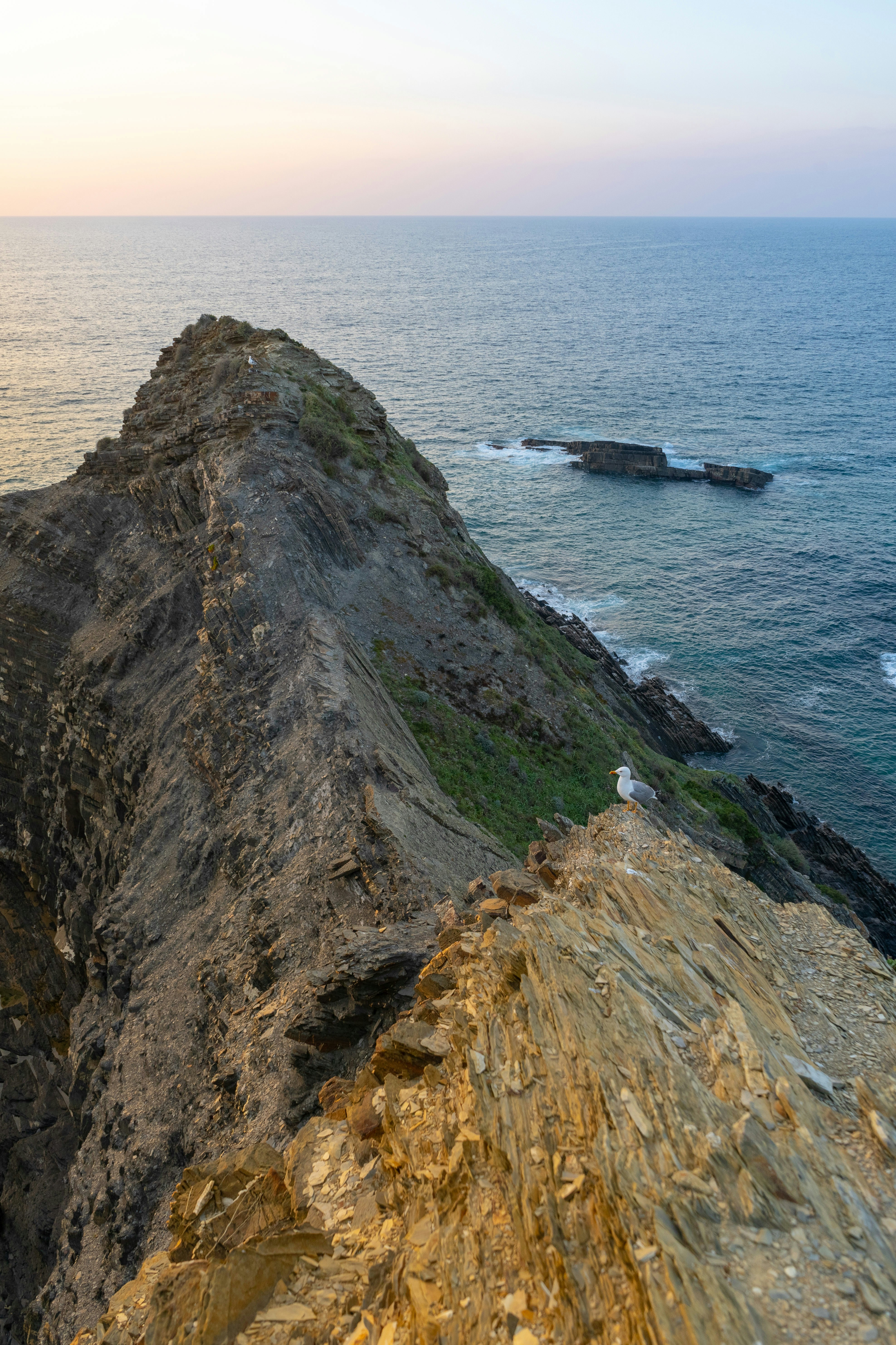 Seabird Cliffs at Dusk: A Quiet Edge Over the Pacific