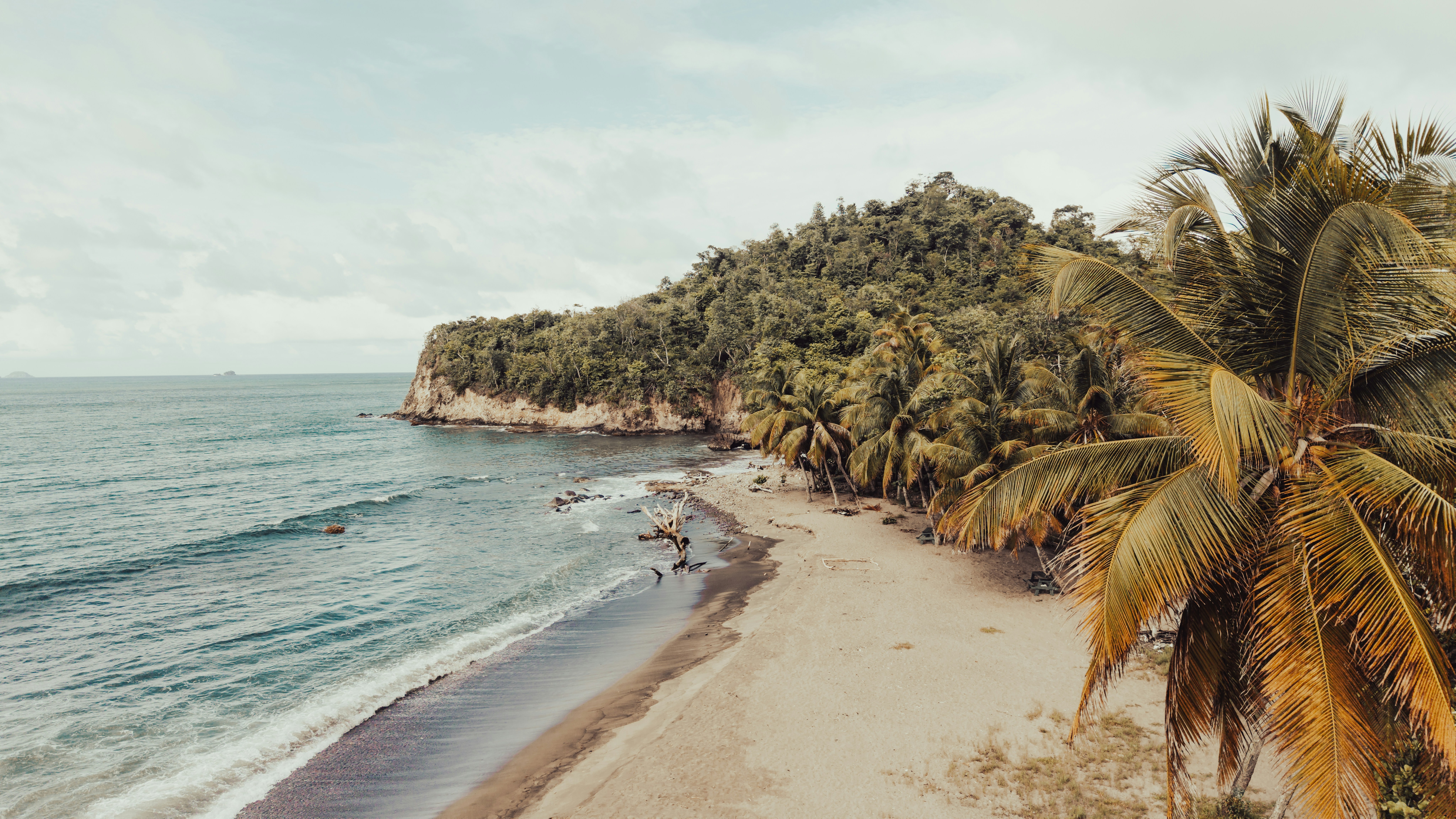 Palm-Lined Beach Beyond a Tranquil Tide
