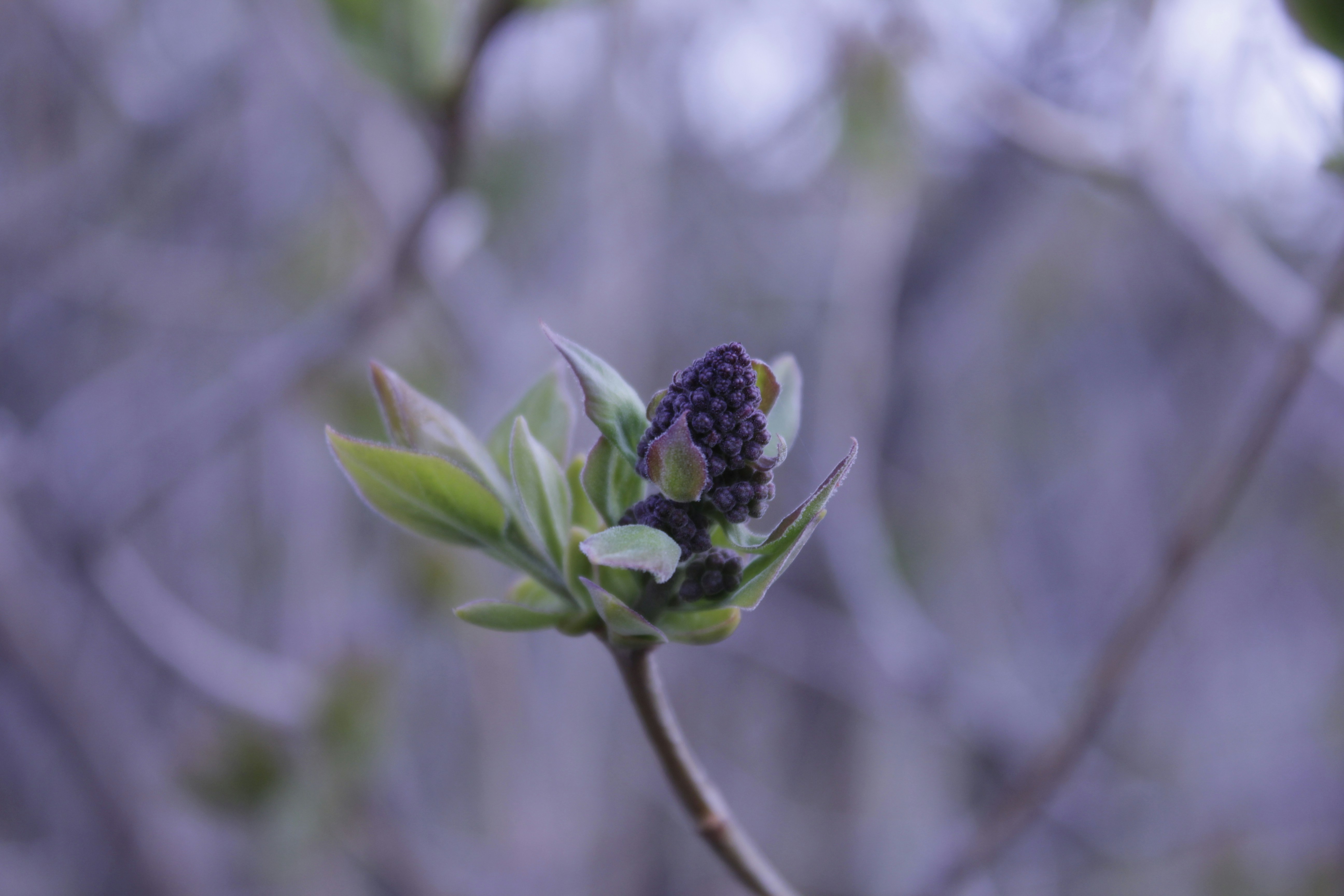 A close-up of a budding plant with purple-black berries against a soft purple-gray background, highlighting a lone growth in sharp focus with a dreamy bokeh.