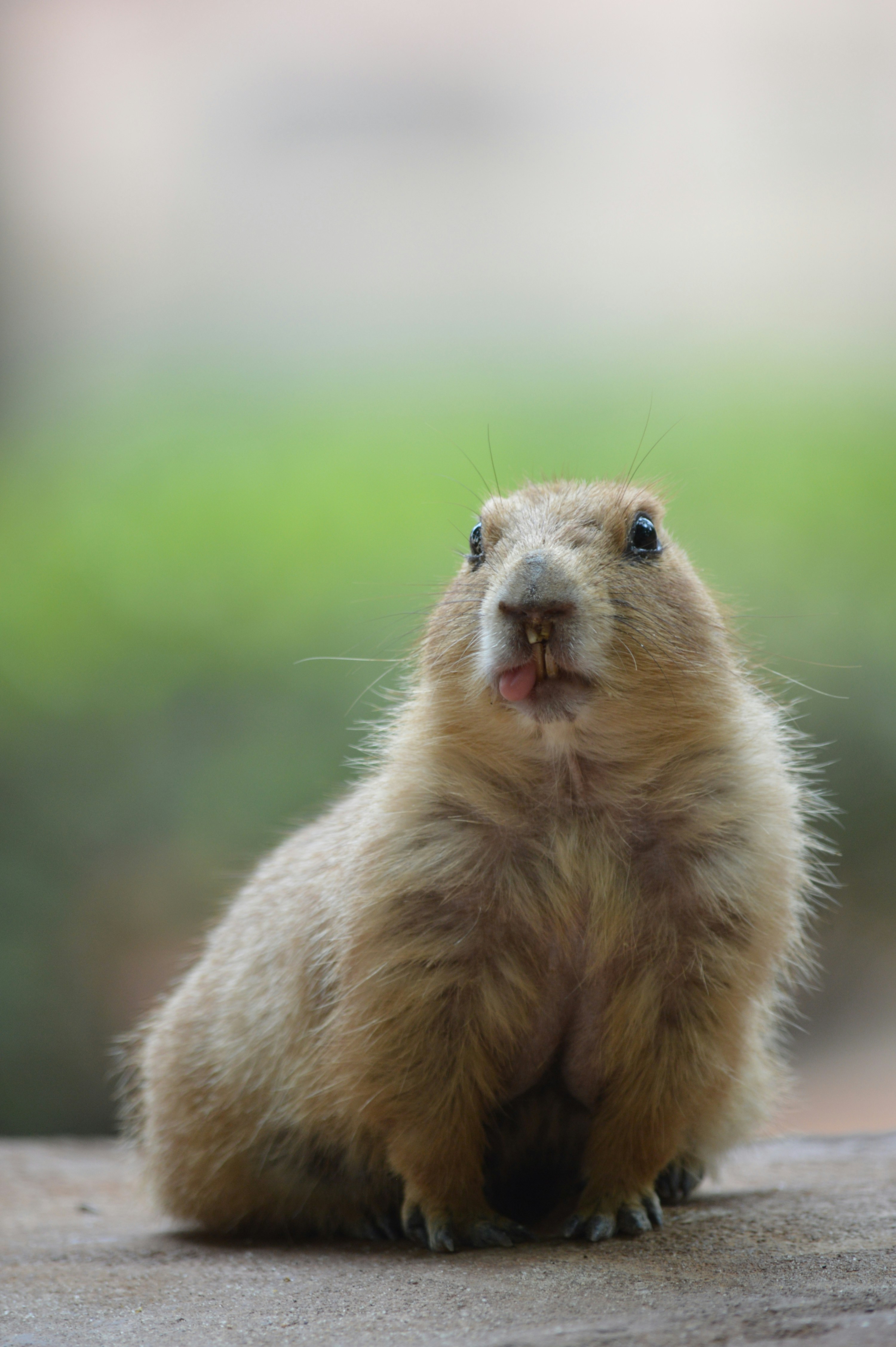 Curious Ground Squirrel Stares Up from a Quiet Threshold