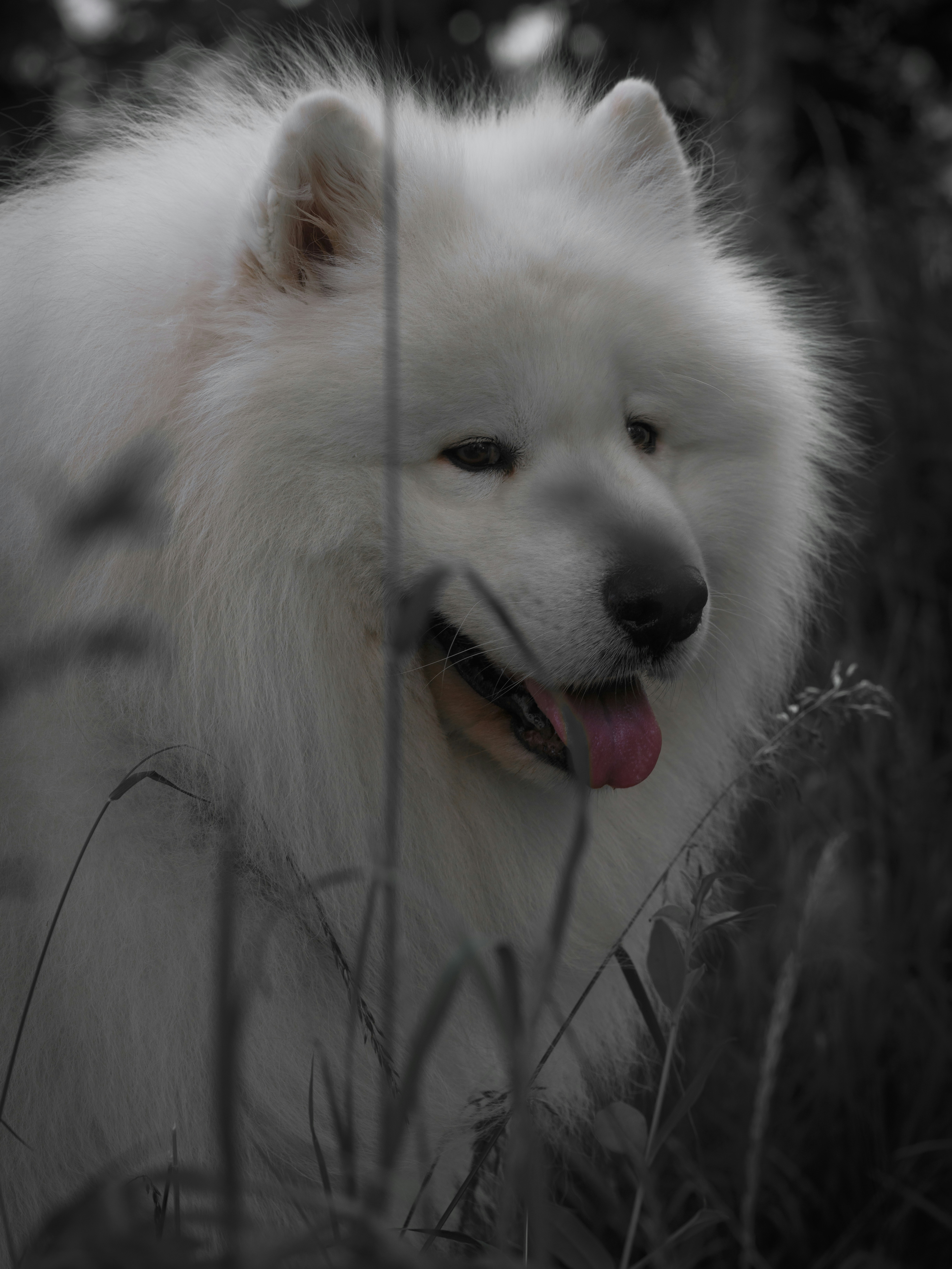 White Guardian in Petaled Grasses