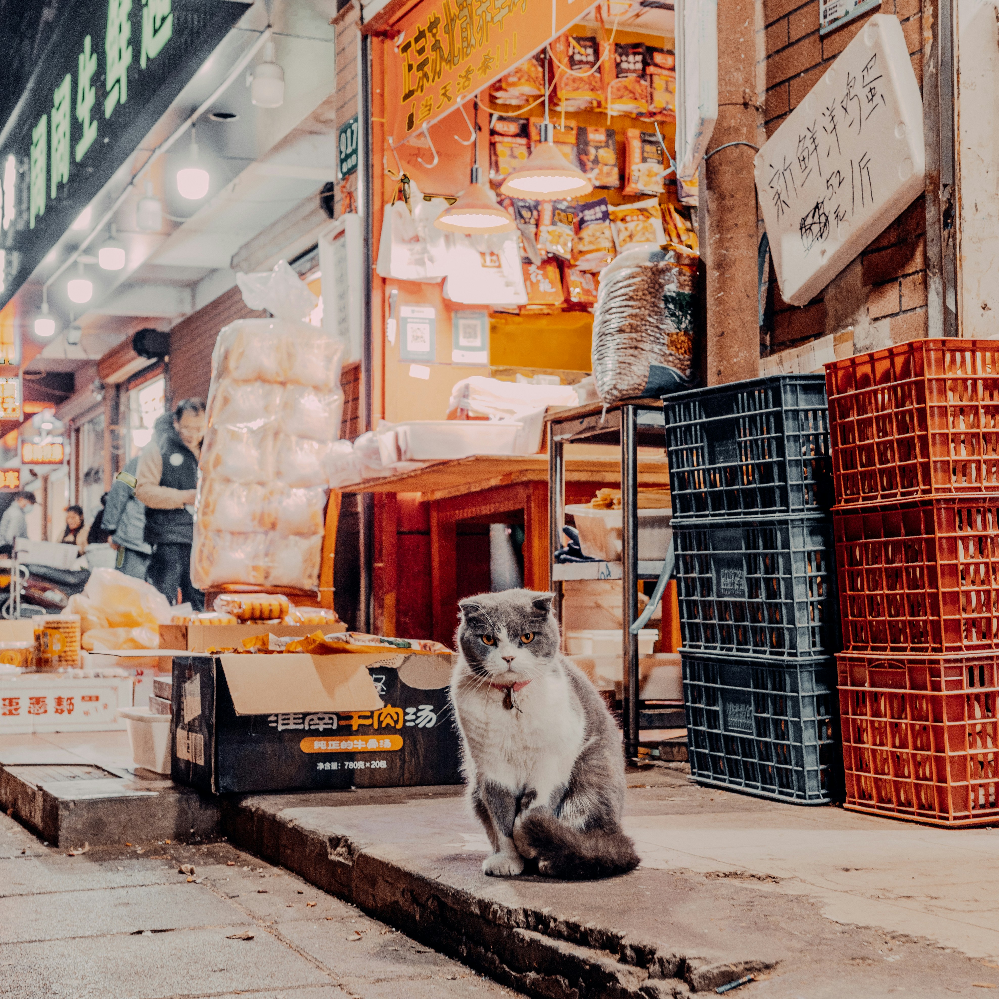 Street Cat at the Market Threshold