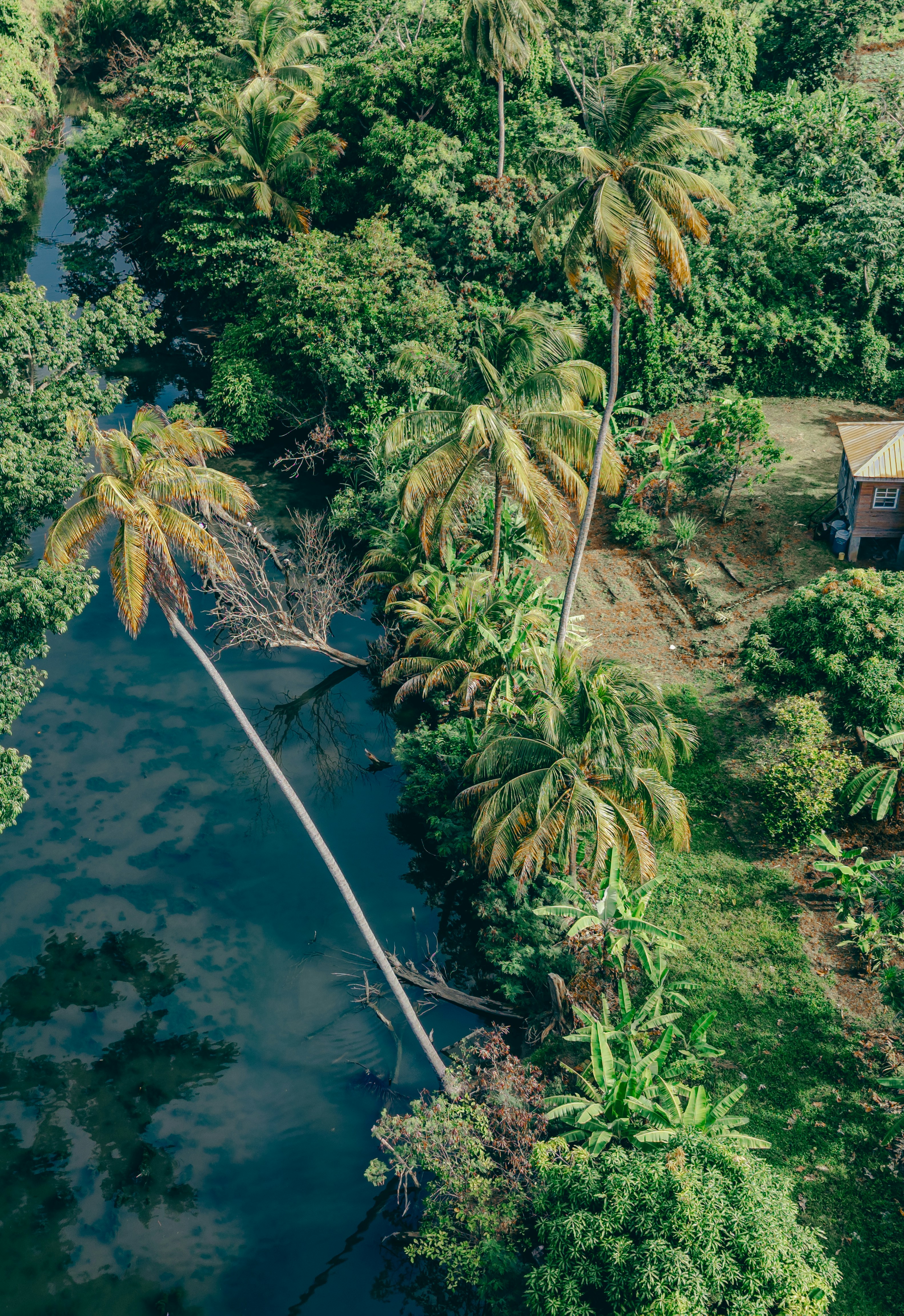 Palm Canopy Over a Narrow River Corridor