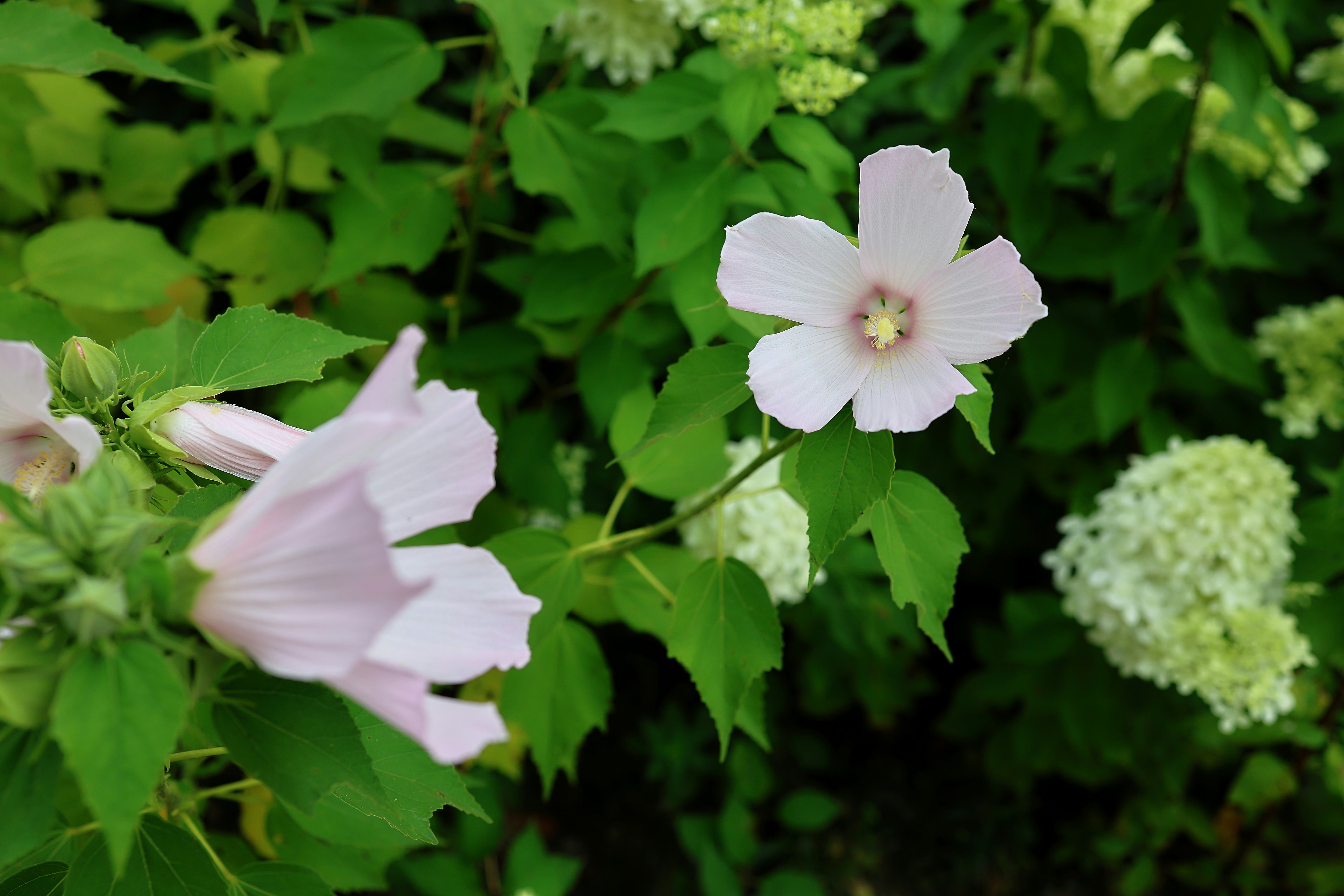 Soft-petal bloom across a leafy backdrop