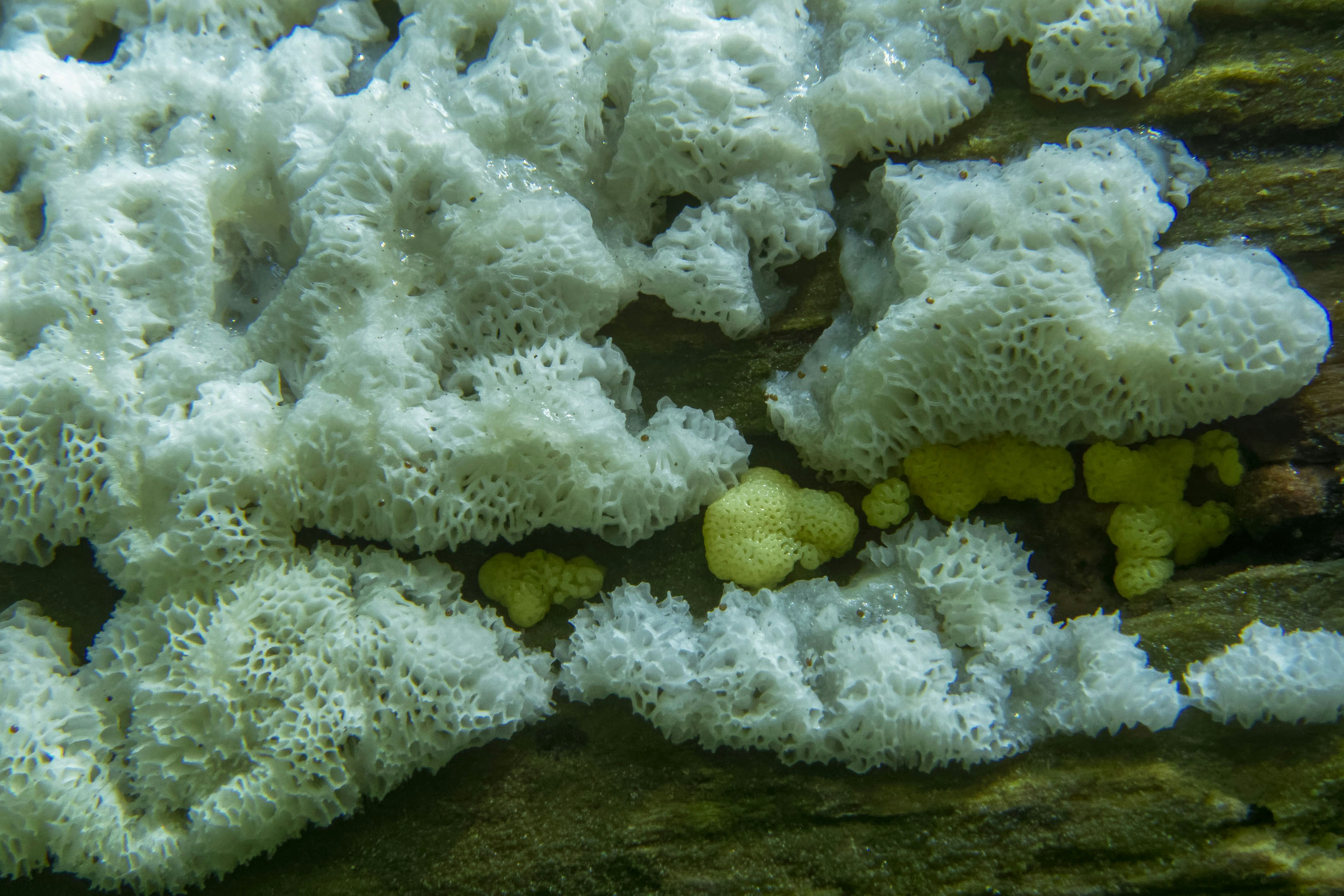 Luminous Coral on Weathered Wood
