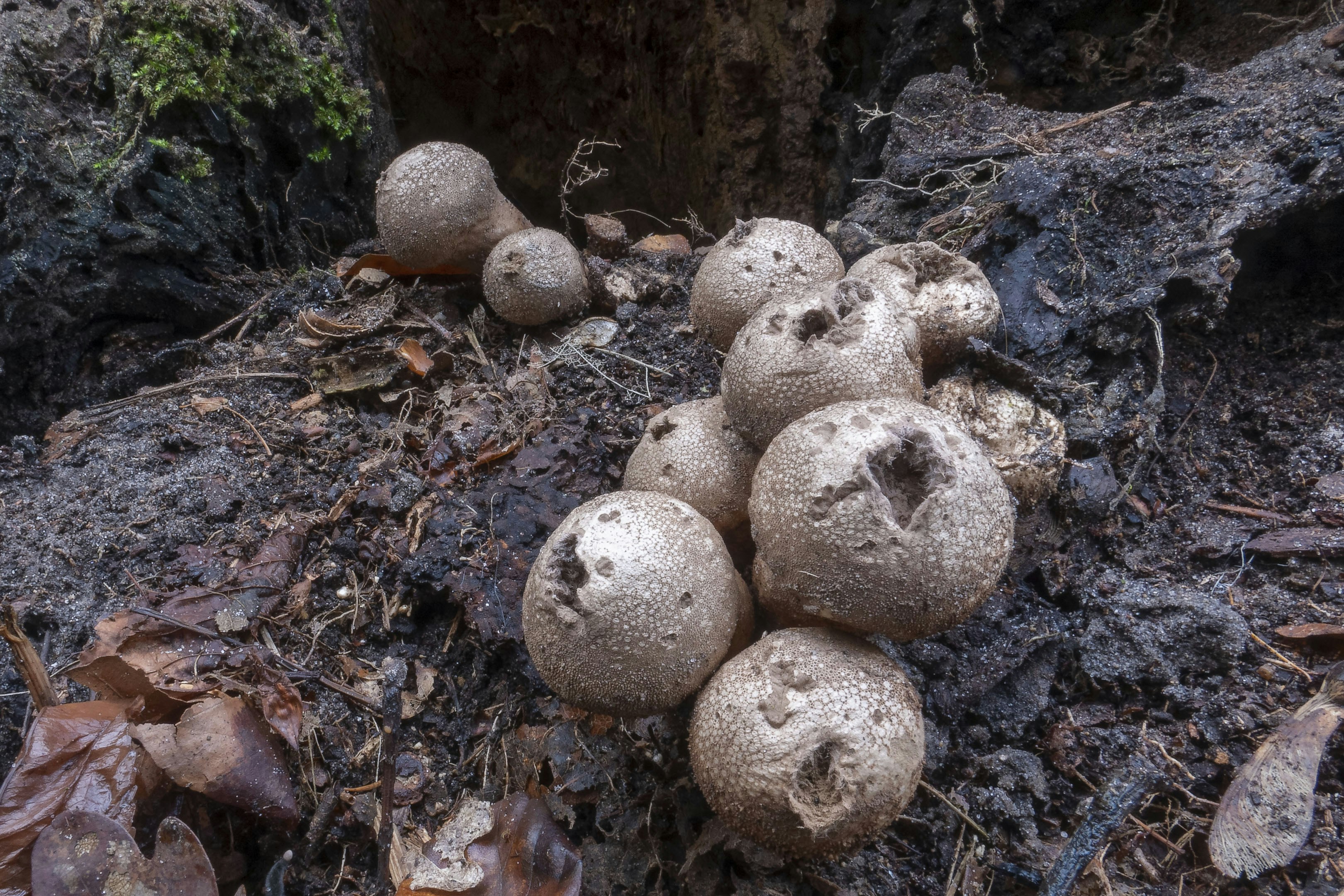 A cluster of earthy puffball-like fungi emerging from dark forest floor
