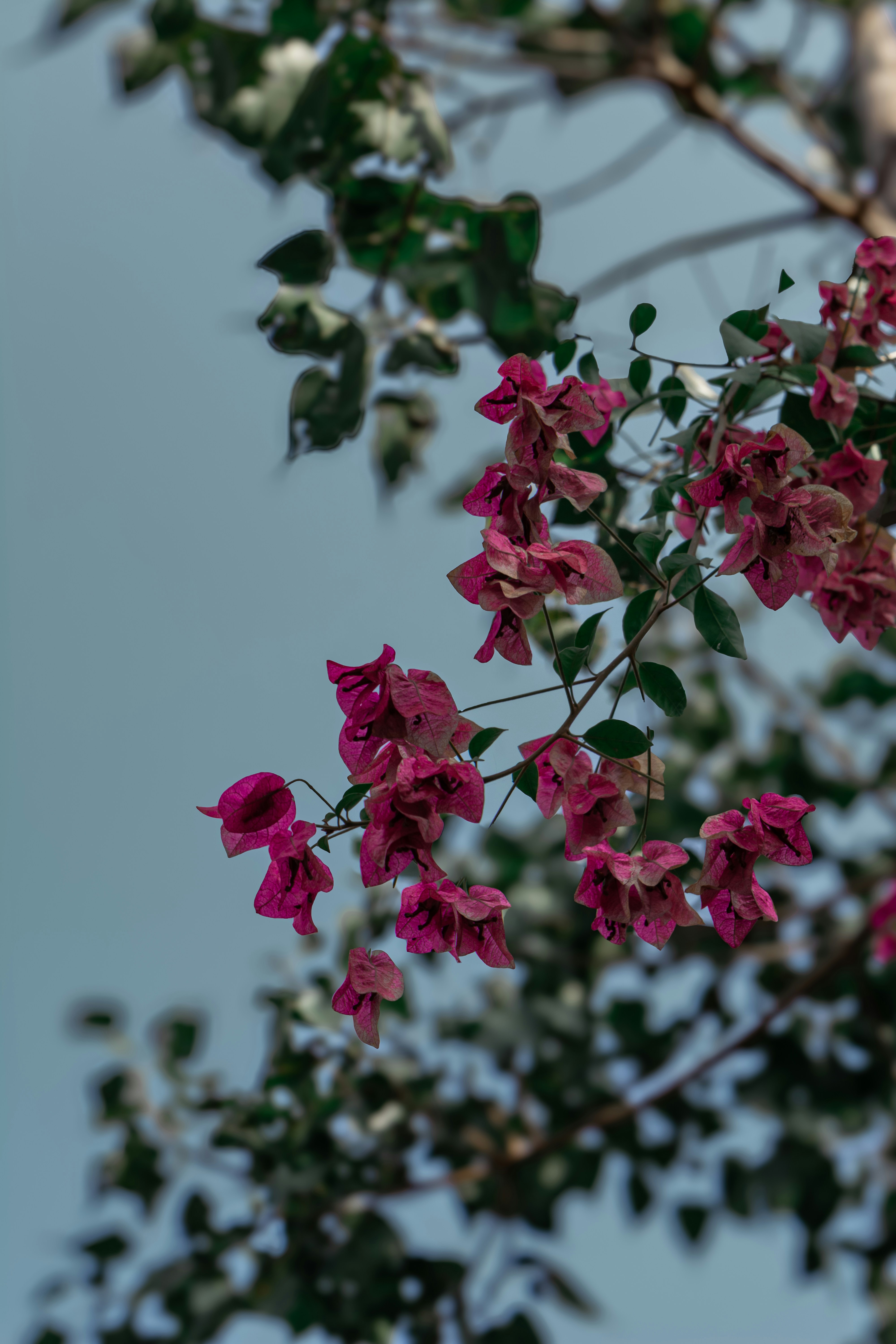 Bougainvillea Cascade in Soft Focus Against a Quiet Sky