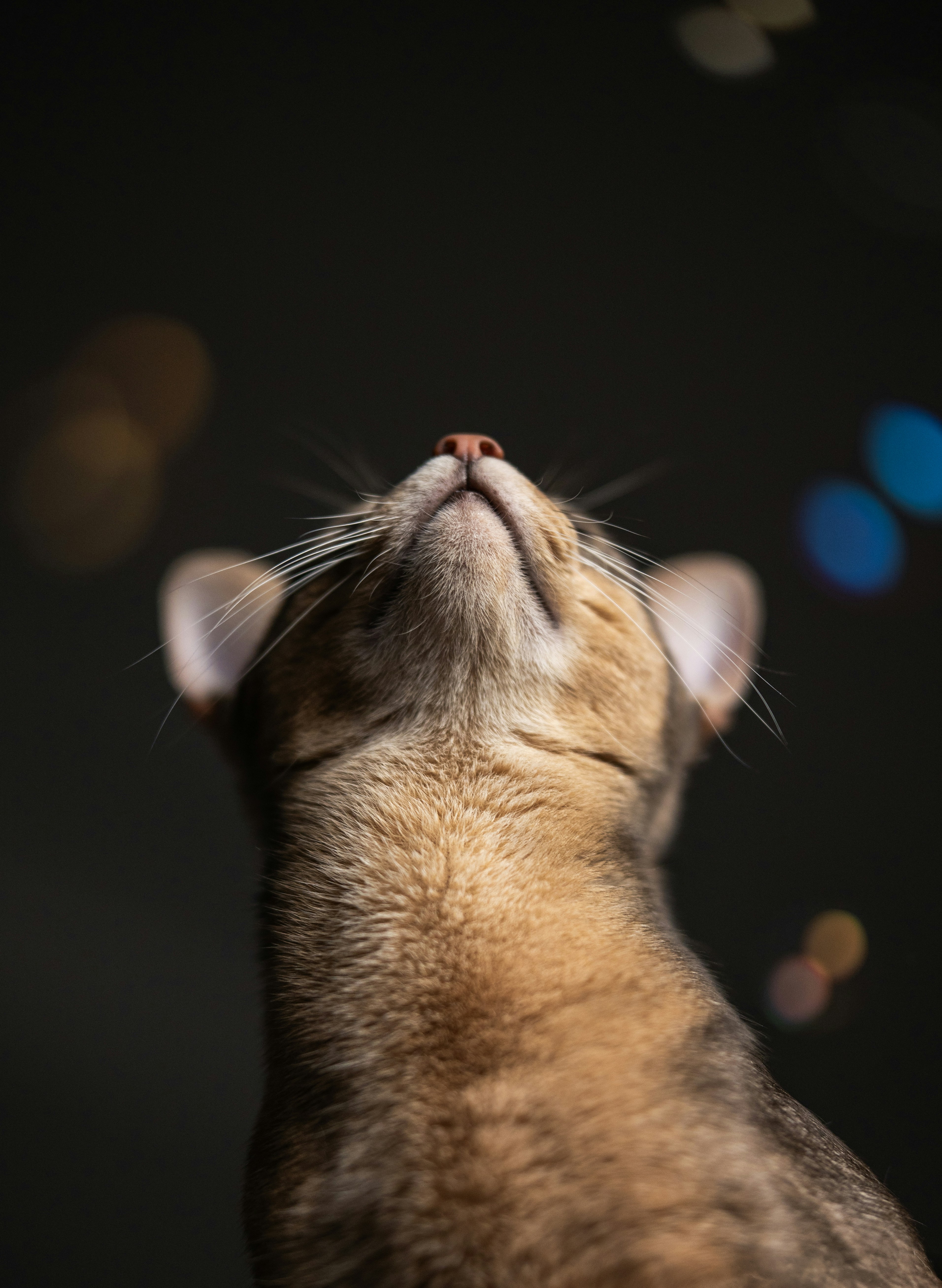 portrait of a cat with soap bubbles