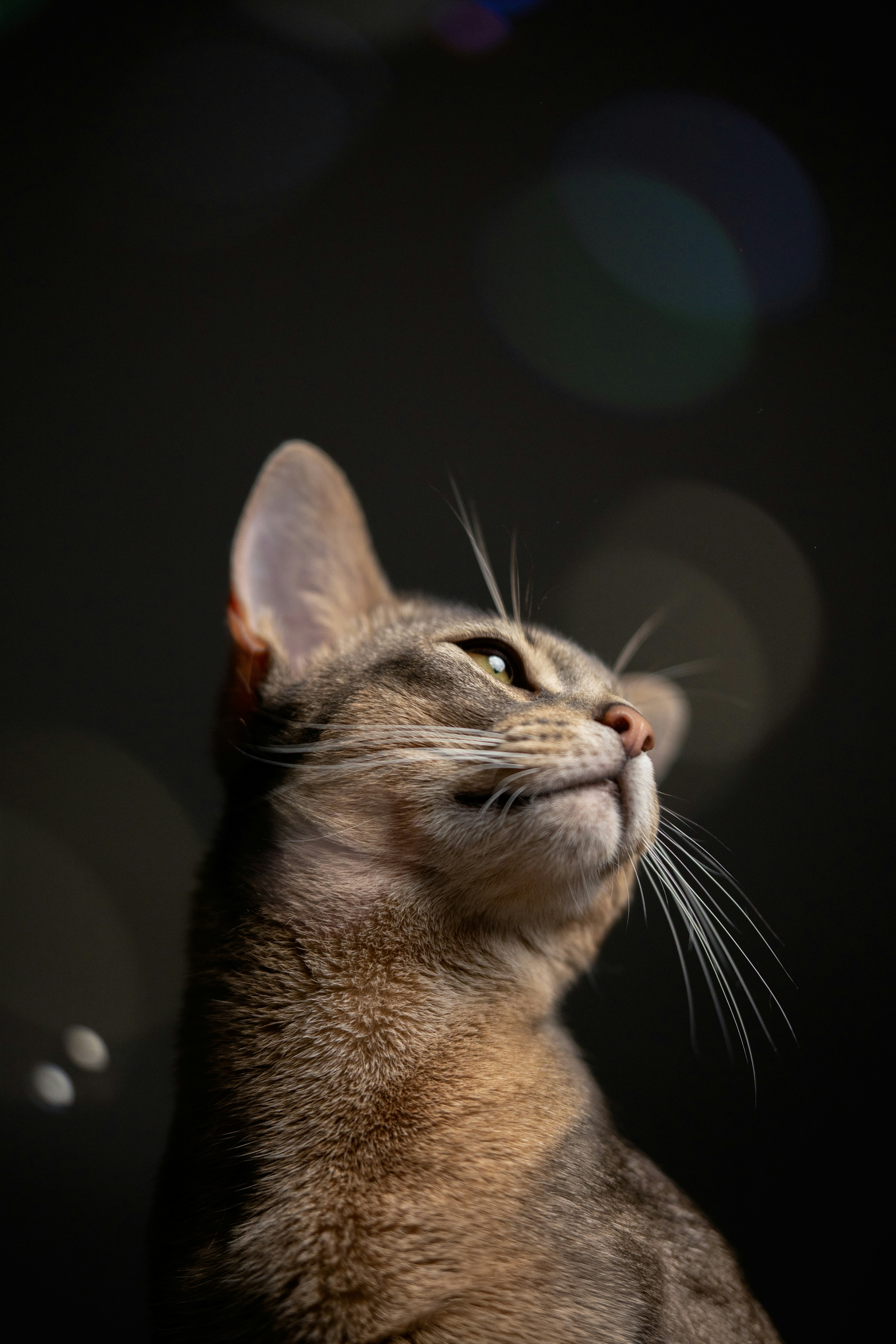 Curious Gaze: a cat's upward inquiry under soft bokeh orbs