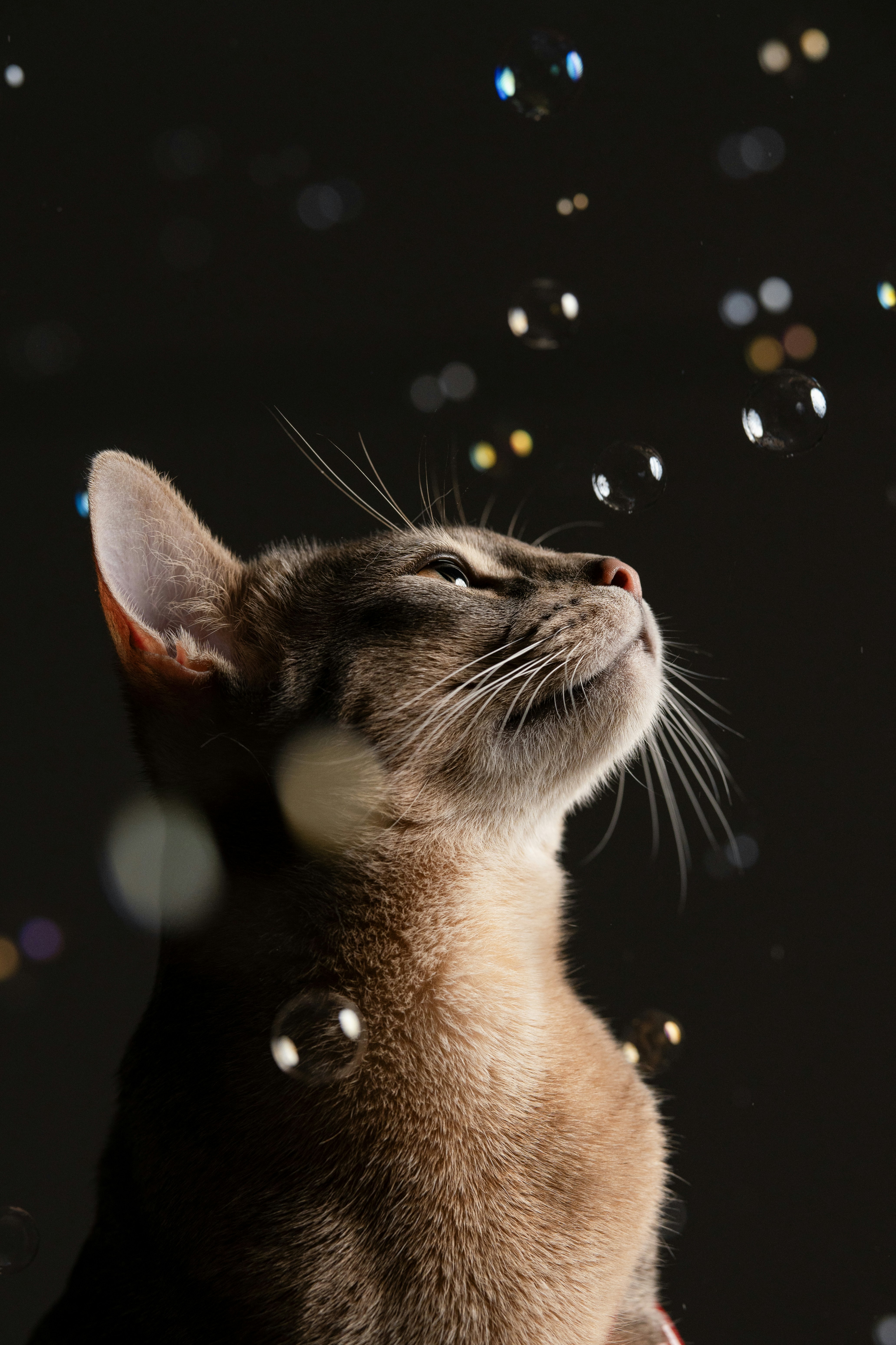 portrait of a cat with soap bubbles