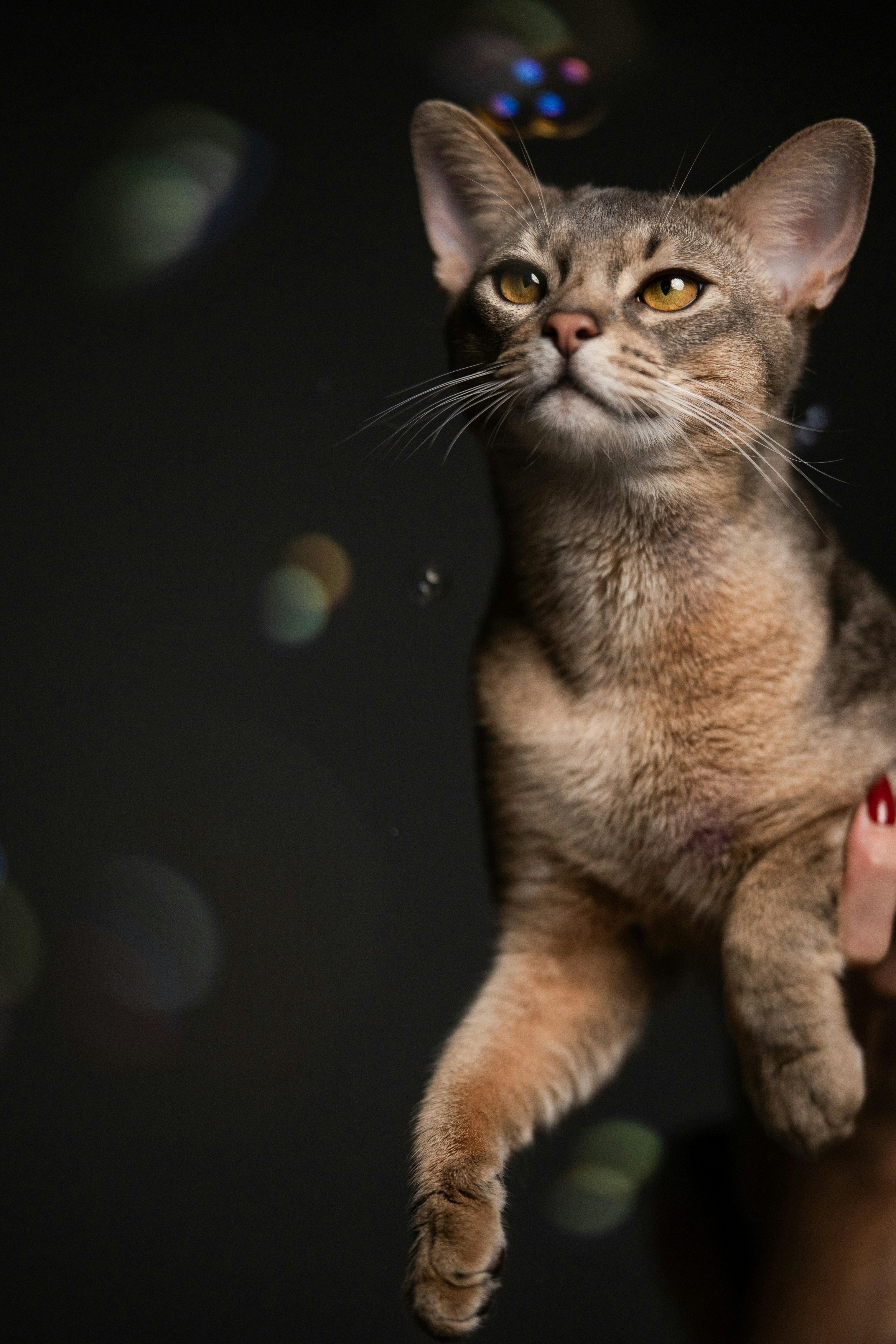 A Curious Gaze: Cat Held Against a Dark Backdrop with Soft Bokeh orbs