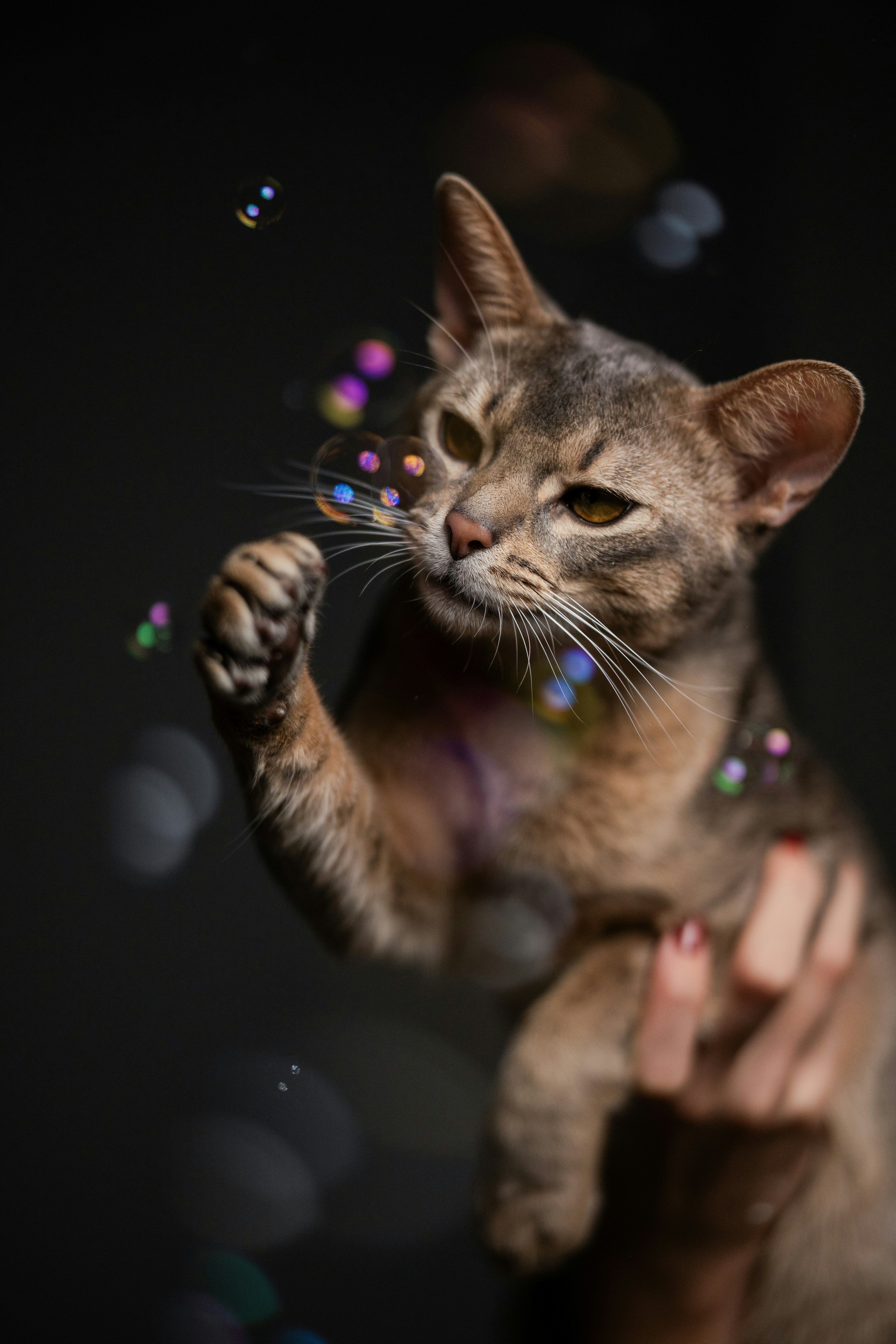 portrait of a cat with soap bubbles