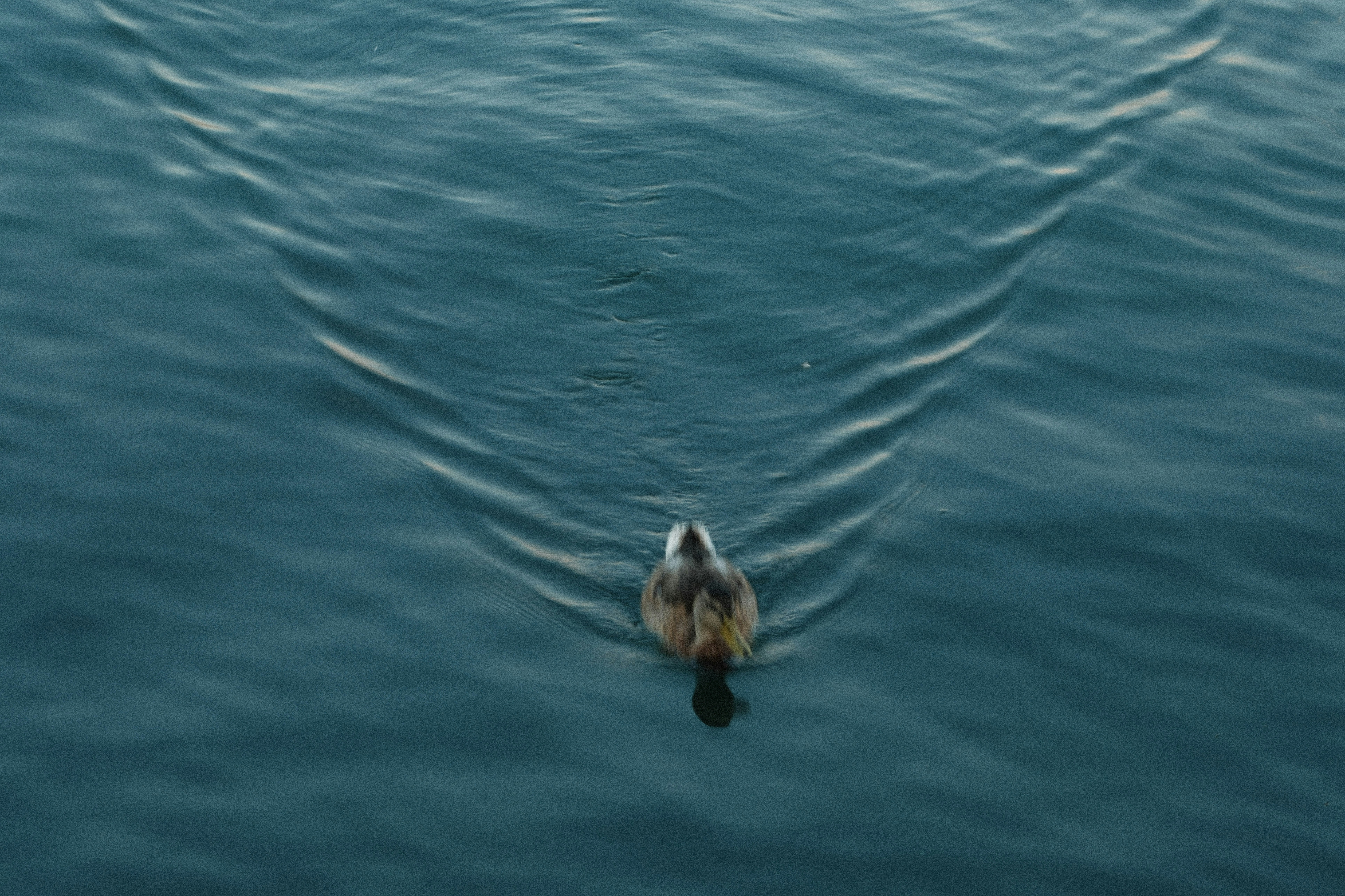 Diving Quieter Than Surface: A lone bird glides toward the blue horizon