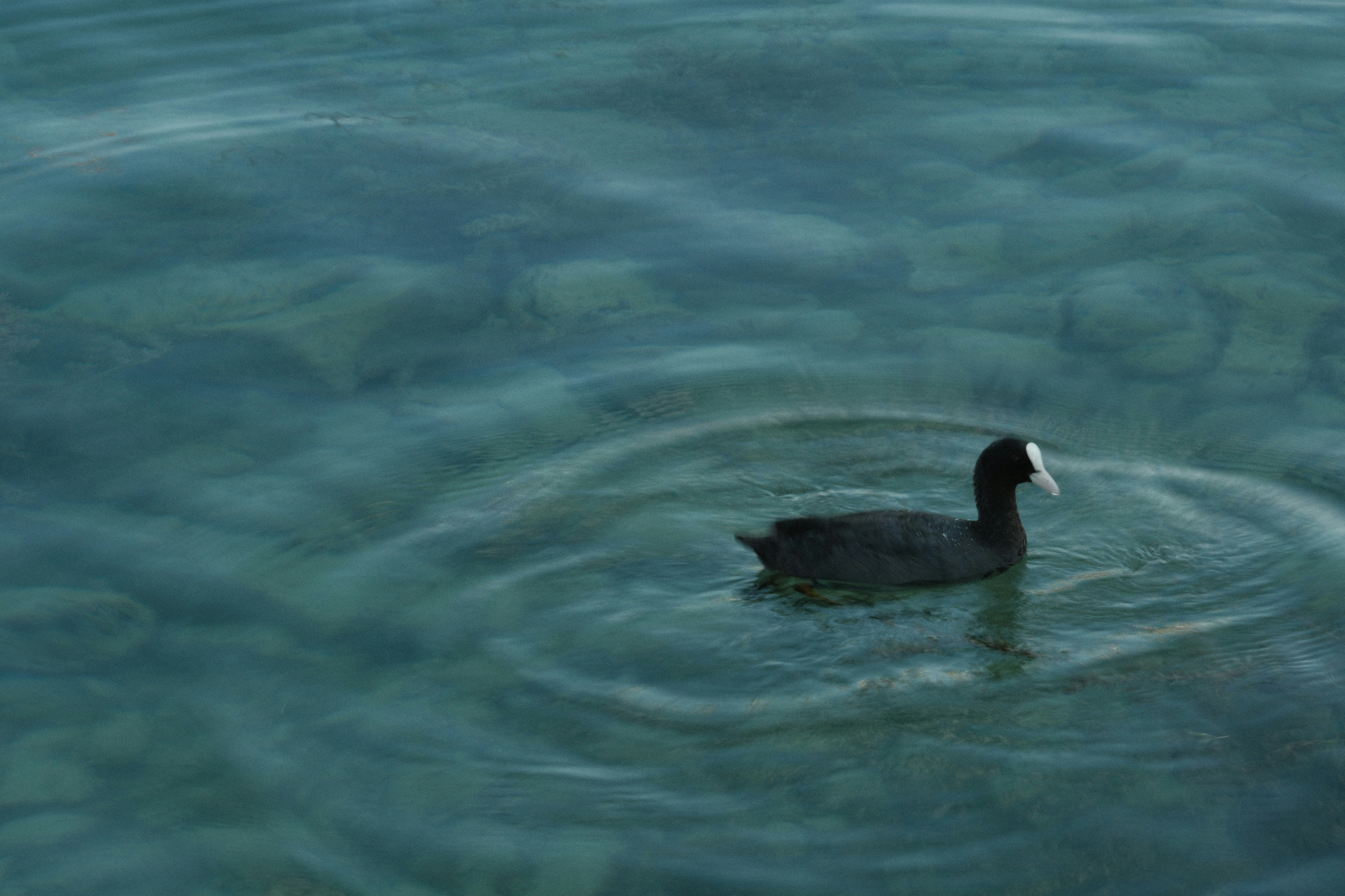 Harbor Watch: A solitary coot glides through turquoise ripples