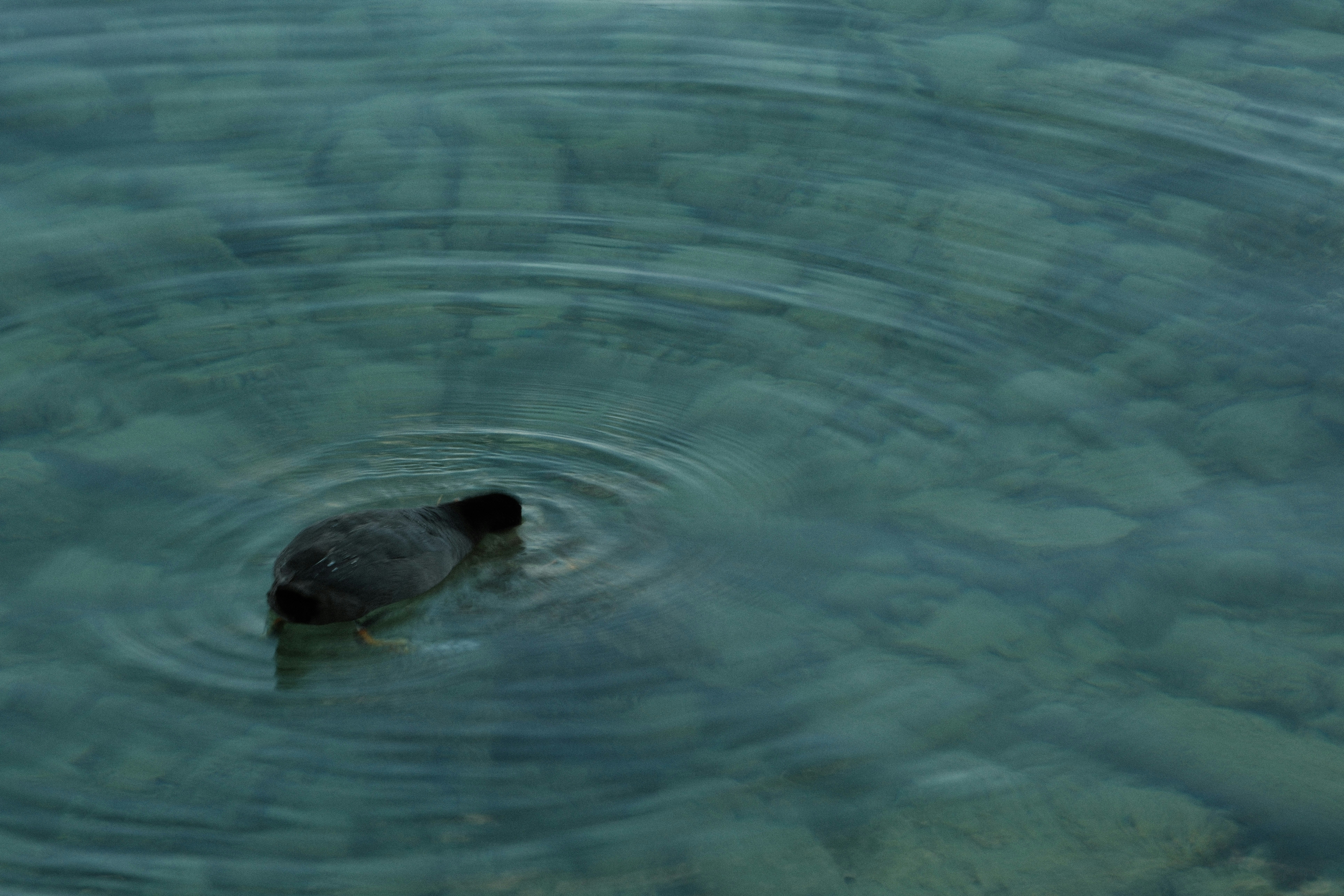 A lone waterbird sinks below the turquoise ripples