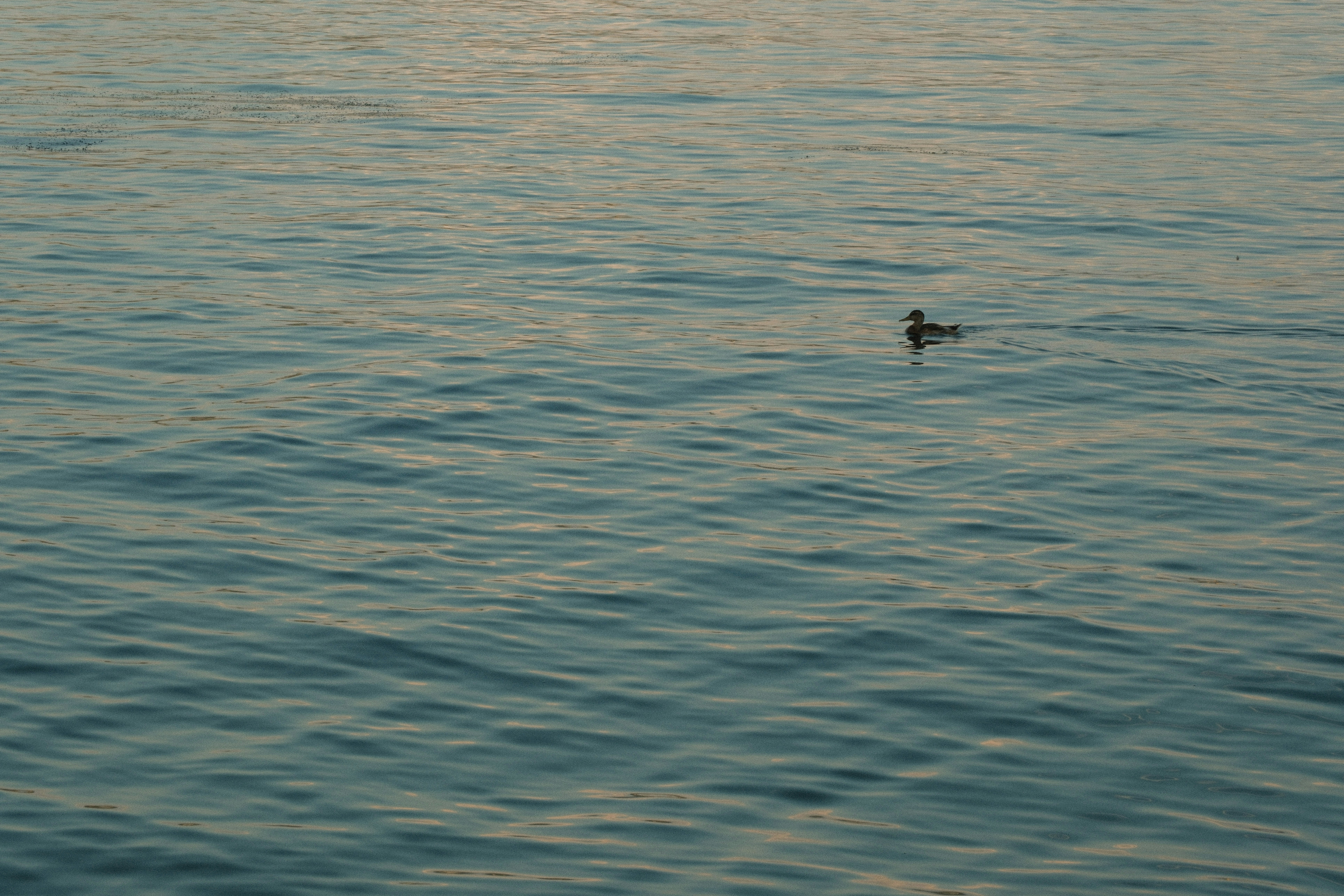 Solitary Seeker on Quiet Ripples